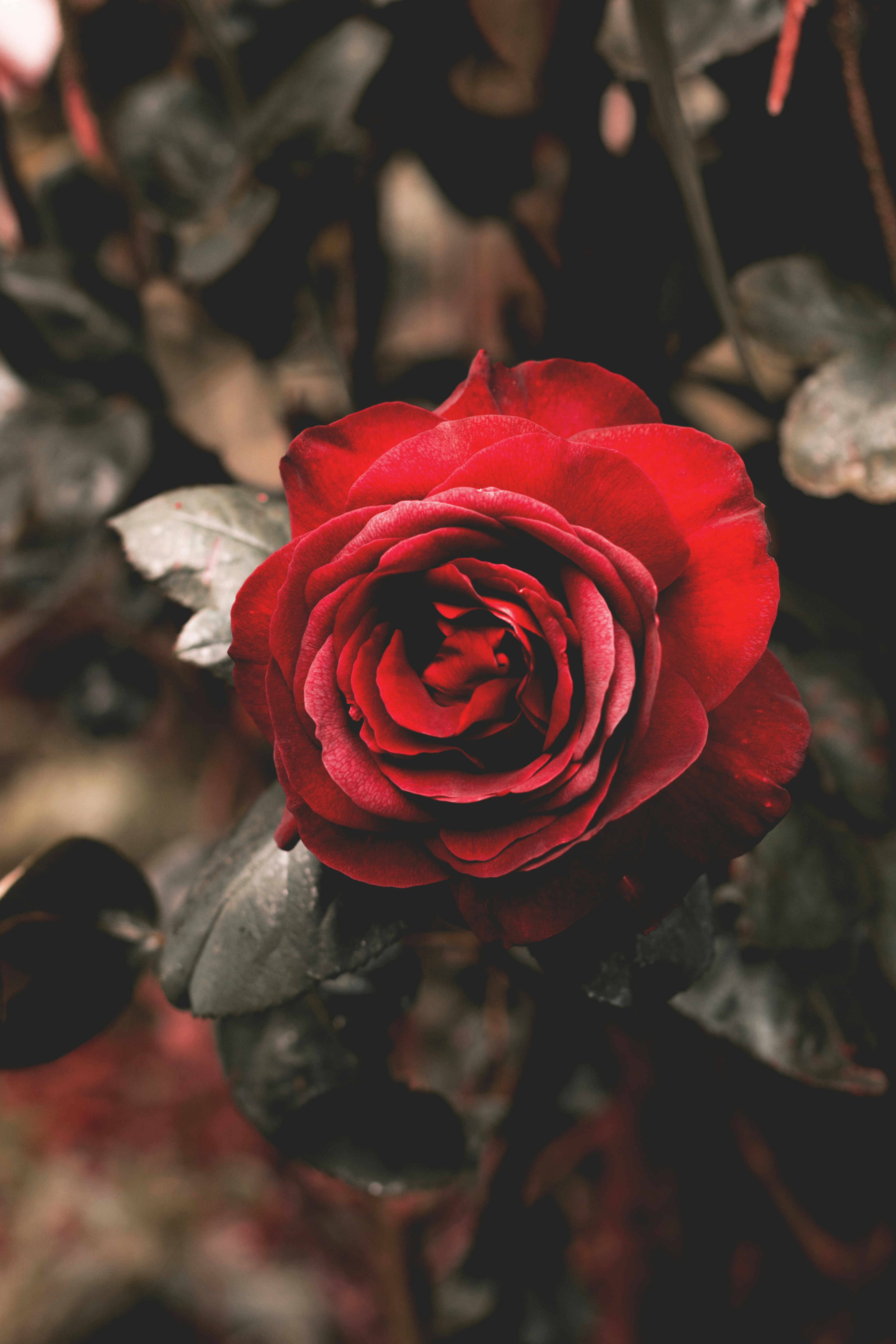 Fleur de rose rouge photo – Photo Fleur Gratuite sur Unsplash