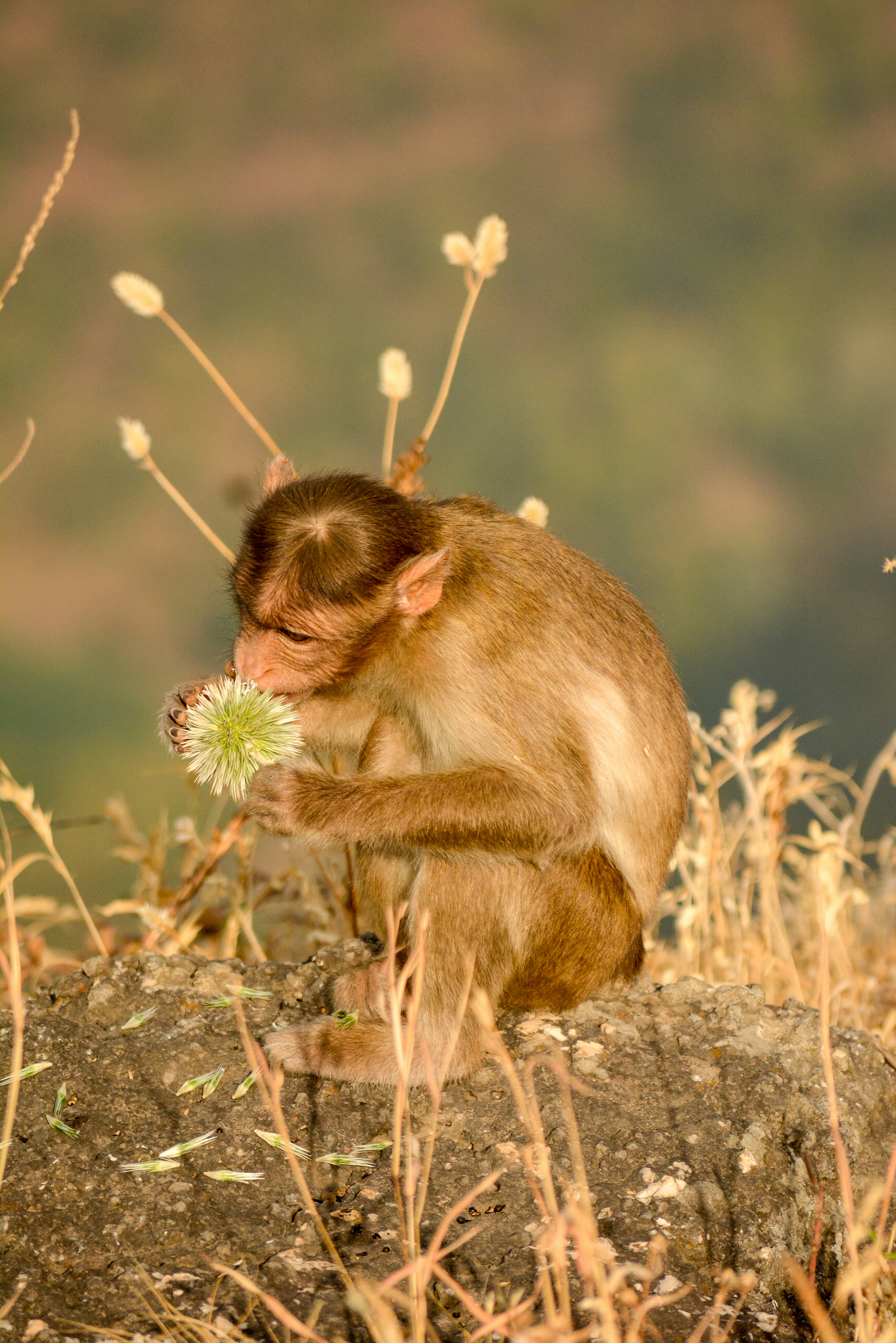 brown monkey