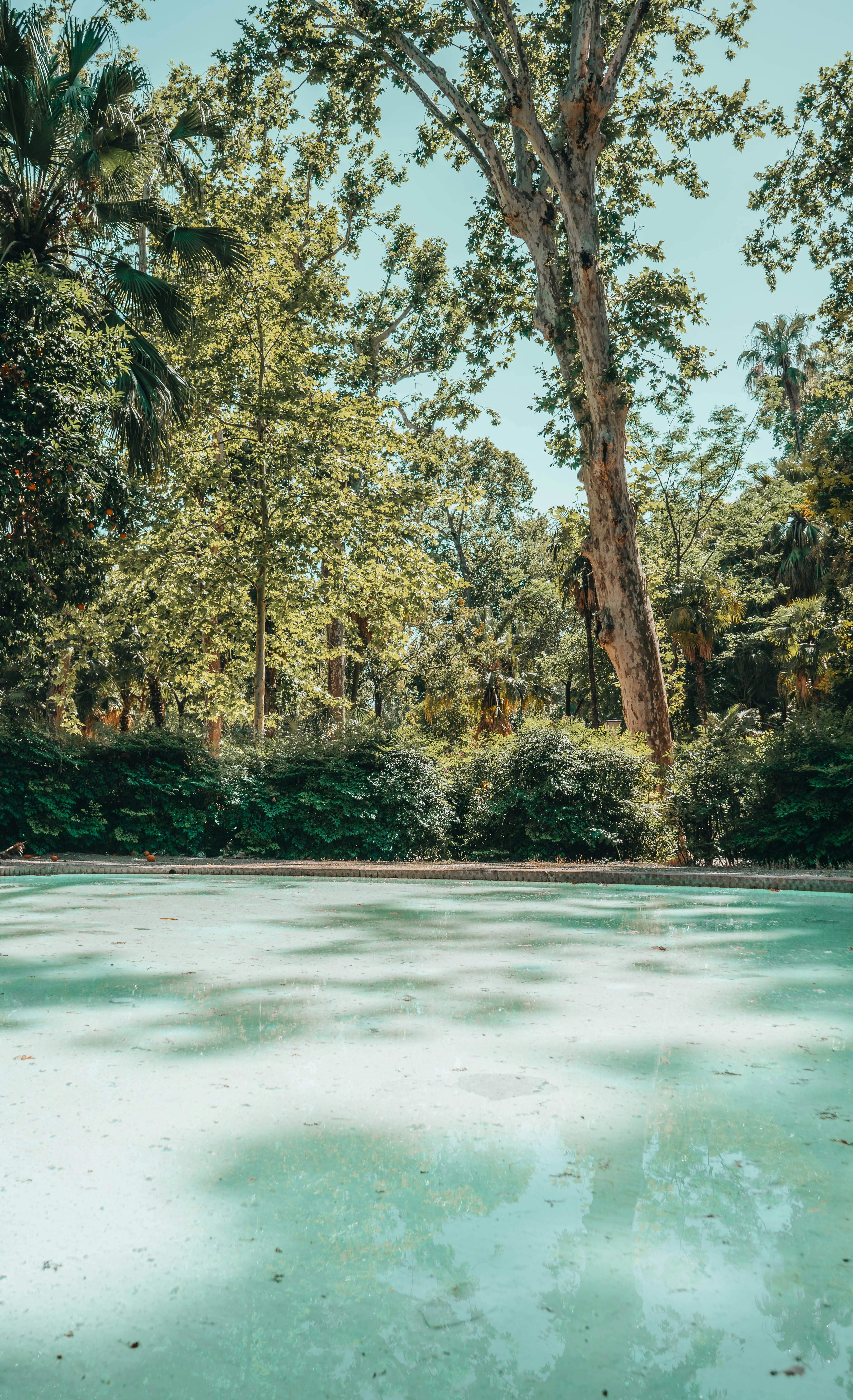 Sunlit Canopy Framing a Quiet Green Pool