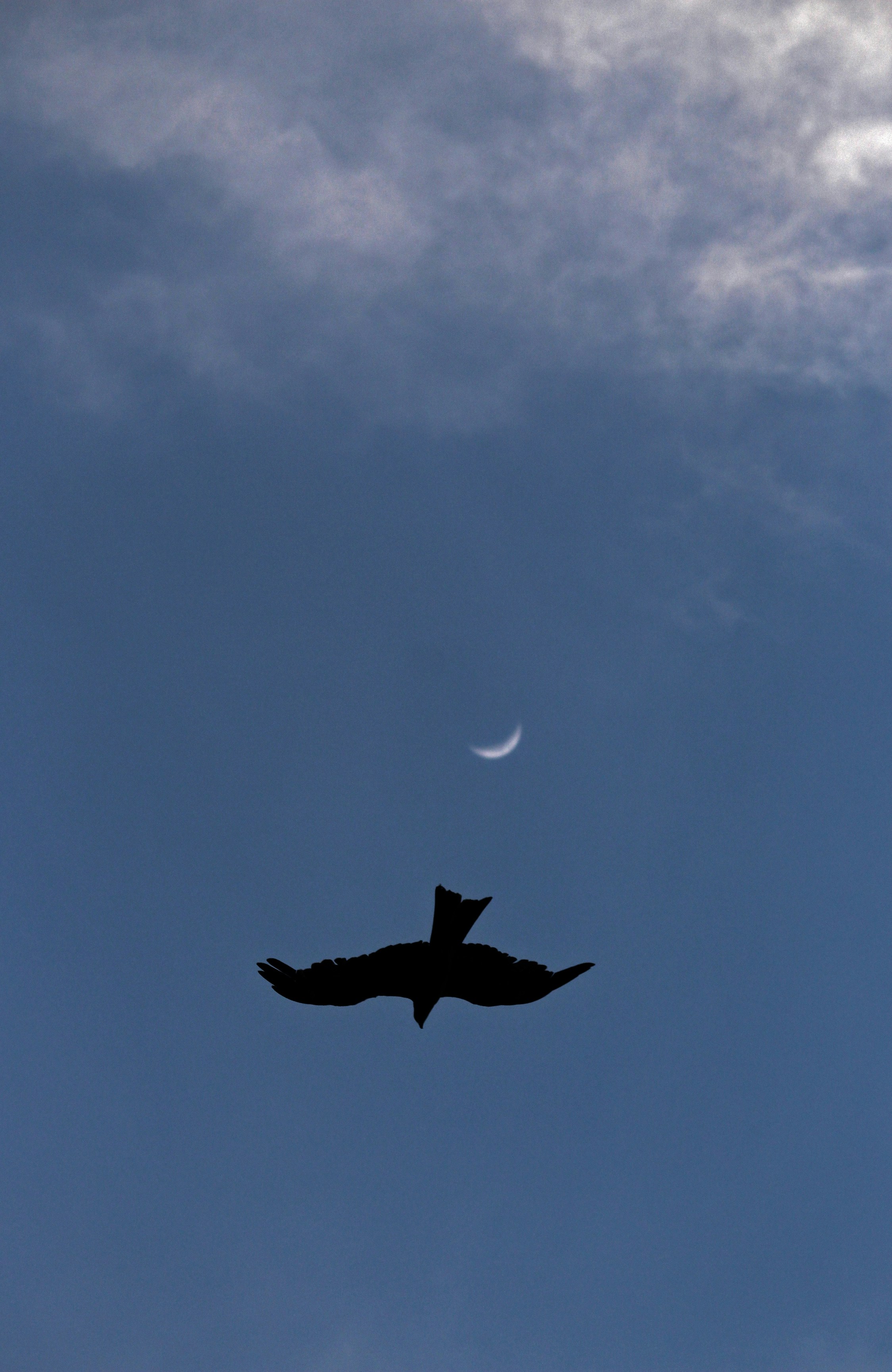 Crescent Moon and a Silhouette in Flight Across a Clear Blue Sky