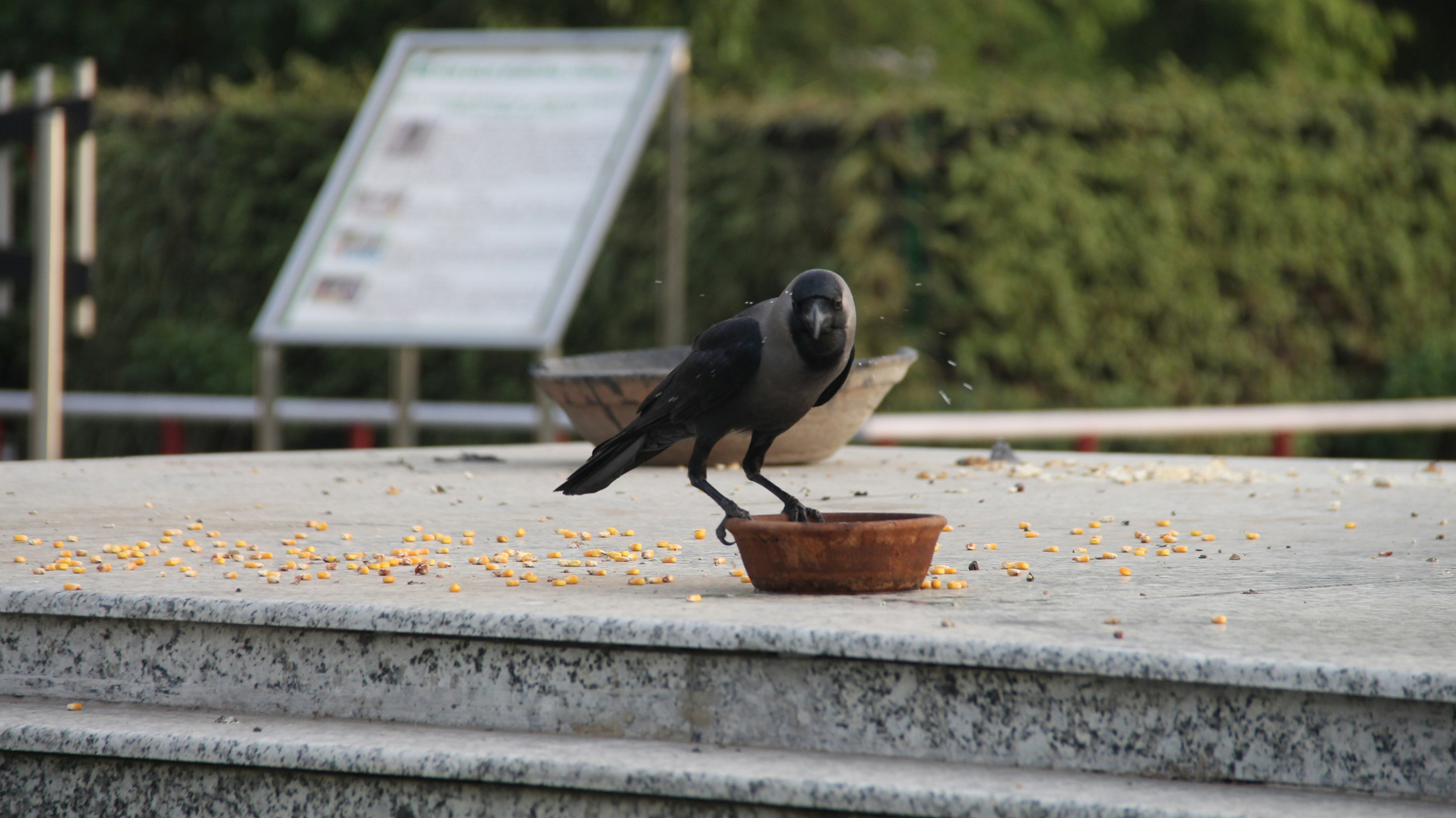 Seeds on a Stone Stage: A Crow's Quiet Plaza Moment