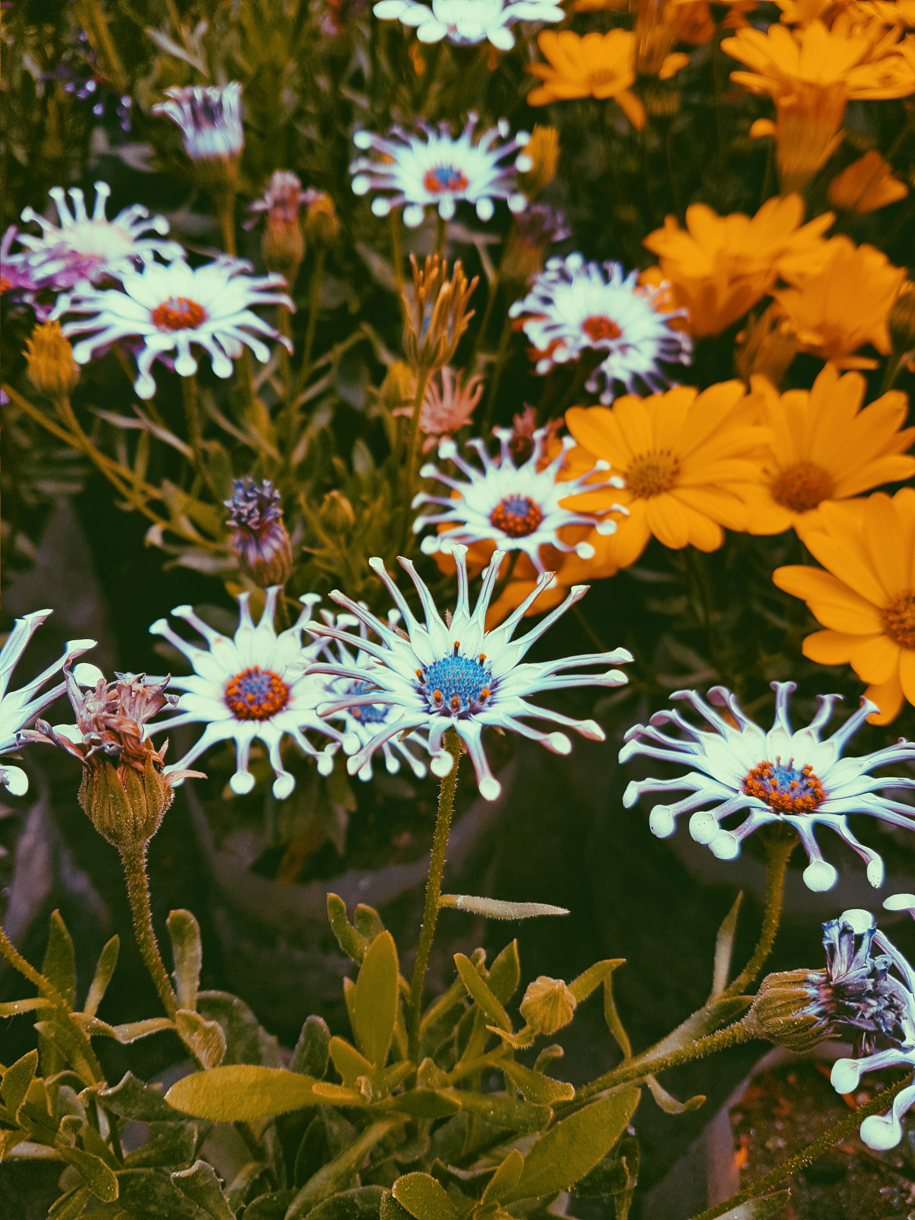Close-up photograph of blue-centered daisies intermingling with orange blossoms in a sunlit garden.