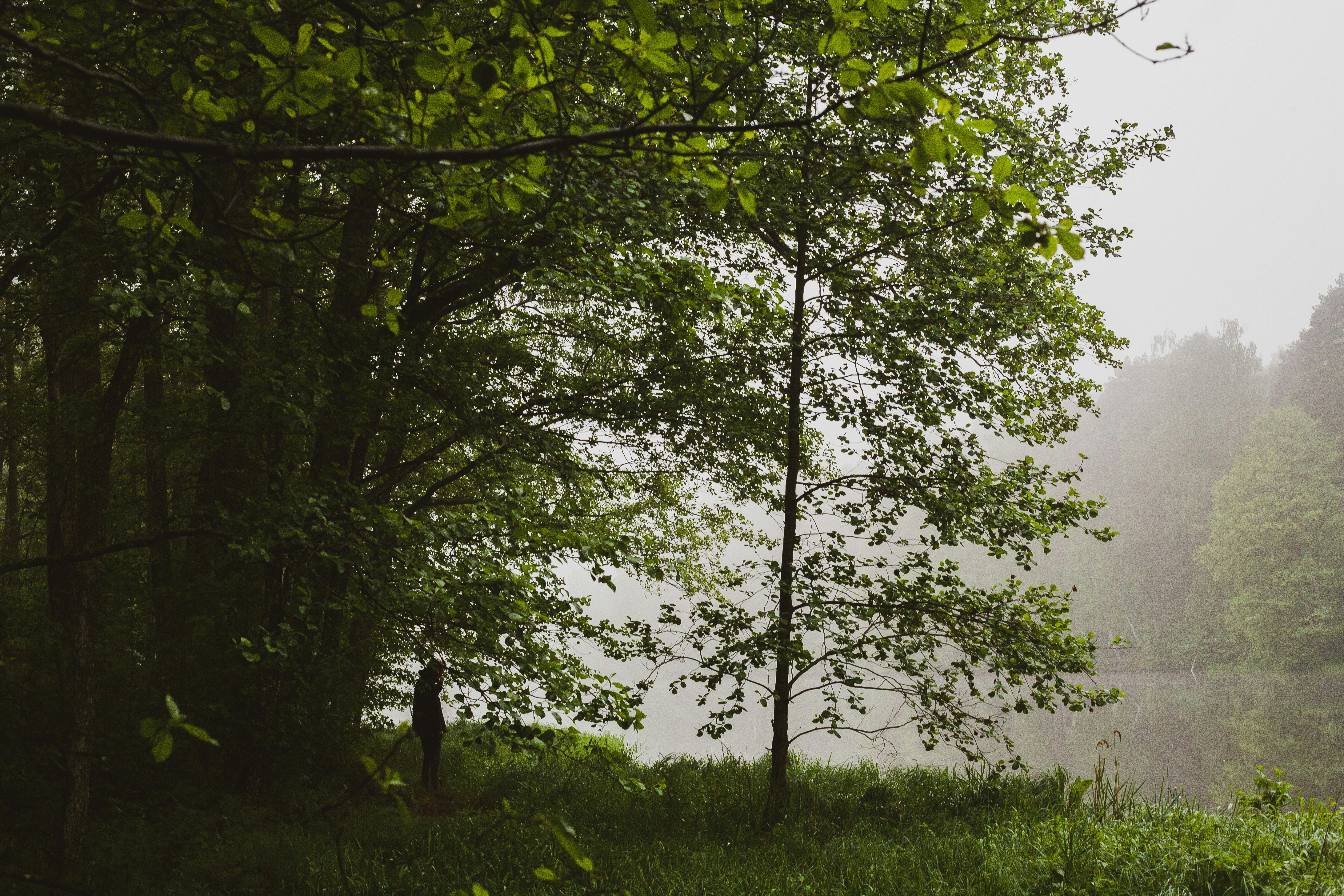 Green-leafed trees photo – Free Tree Image on Unsplash