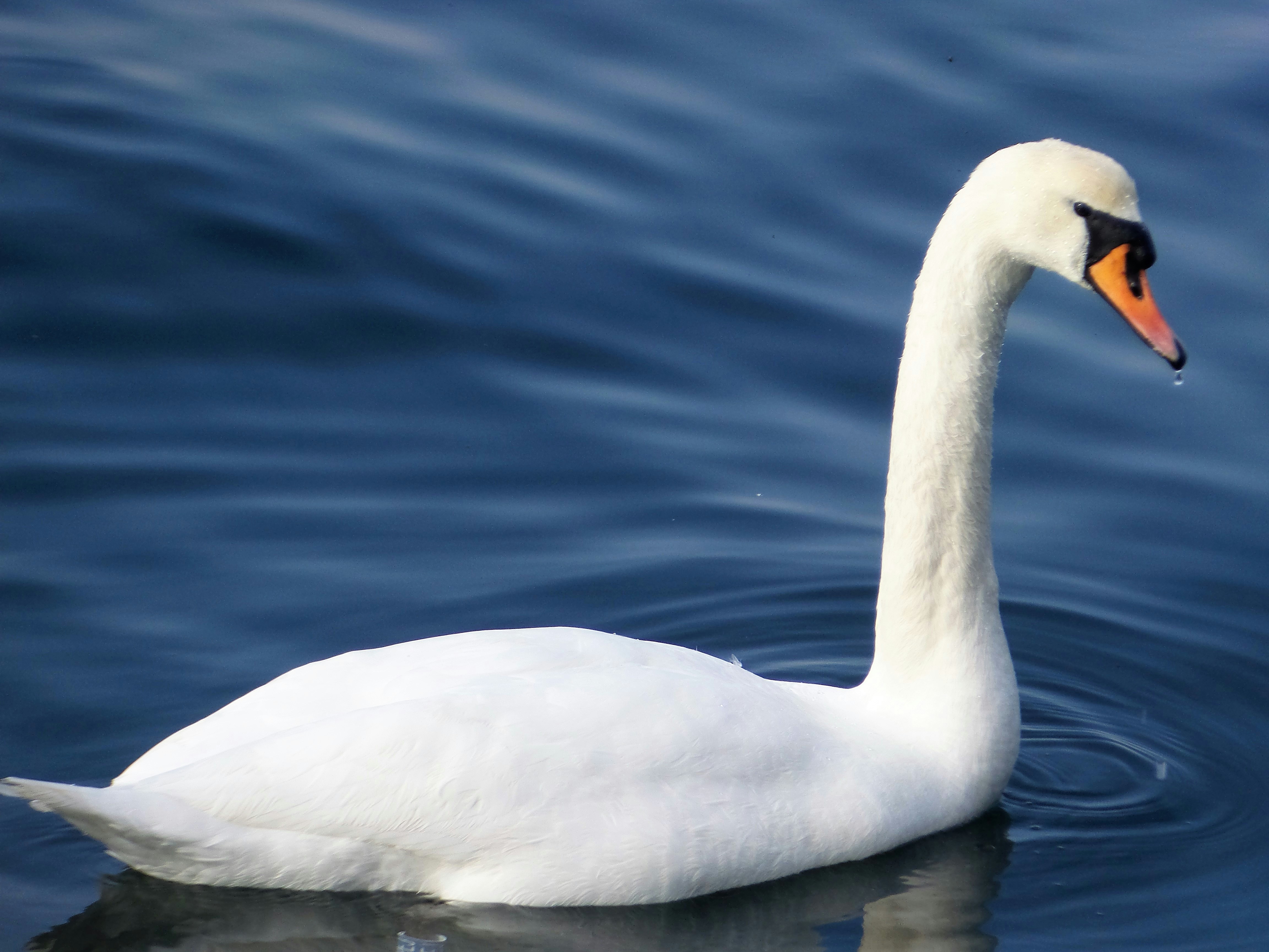 A graceful swan gliding through calm waters, showcasing its pristine white feathers against a backdrop of rippling blue. The focus is on the swan's elongated neck and distinctive orange beak.