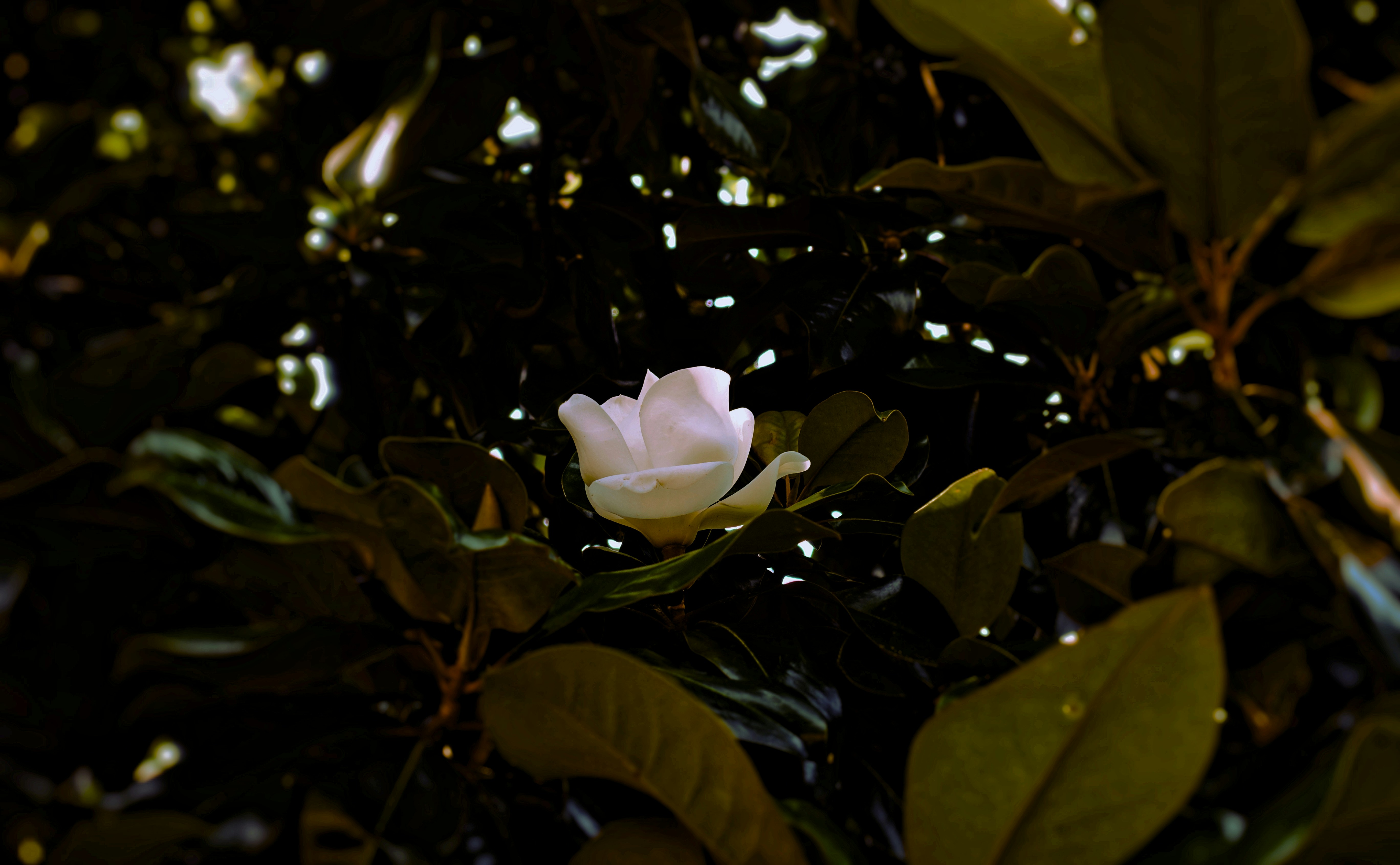 A single white magnolia bloom is framed by dark green leaves in a dim garden.