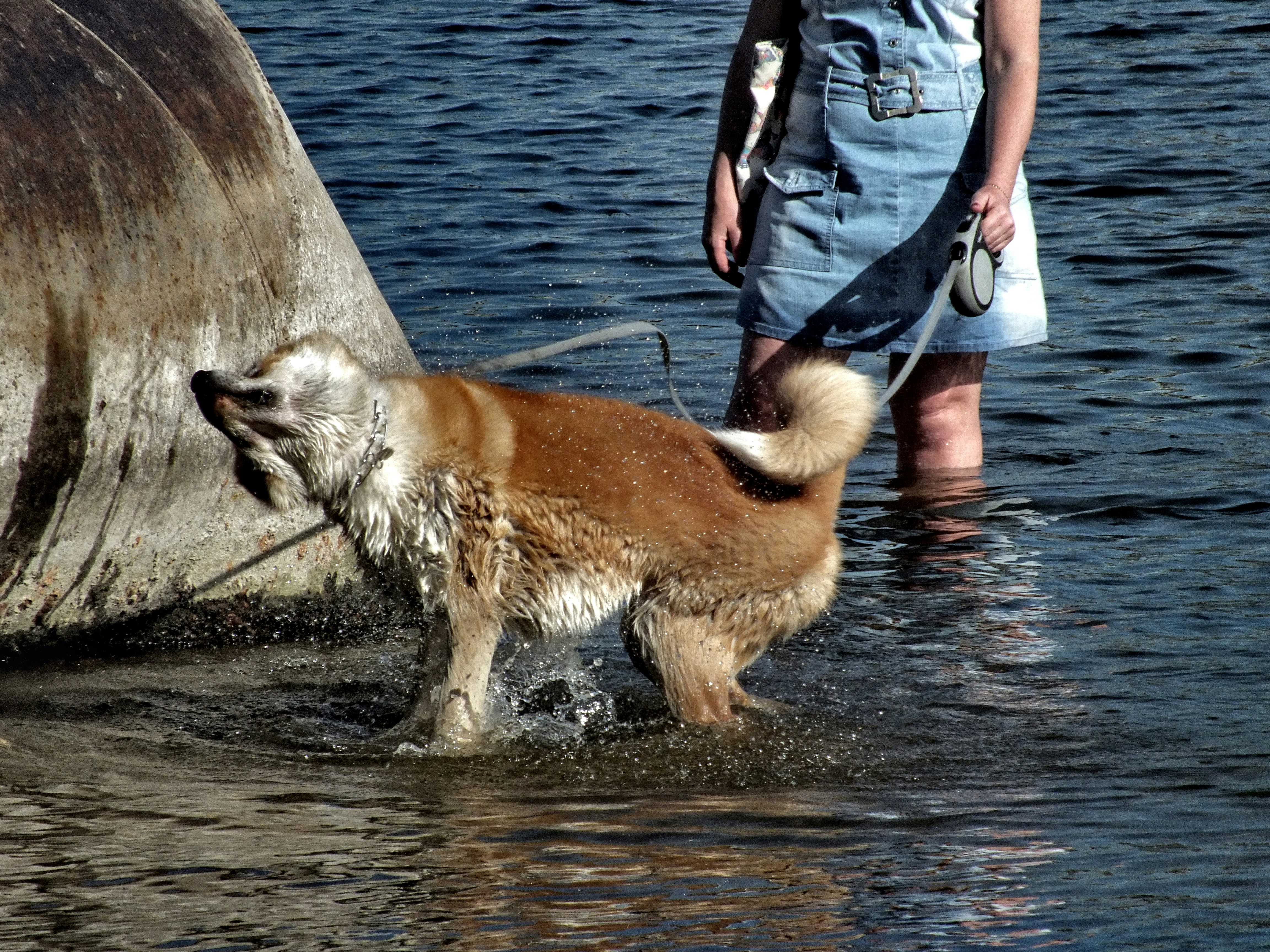A golden dog shakes off water while standing in a lake, with a person holding its leash nearby. The scene captures a moment of playful energy and companionship.
