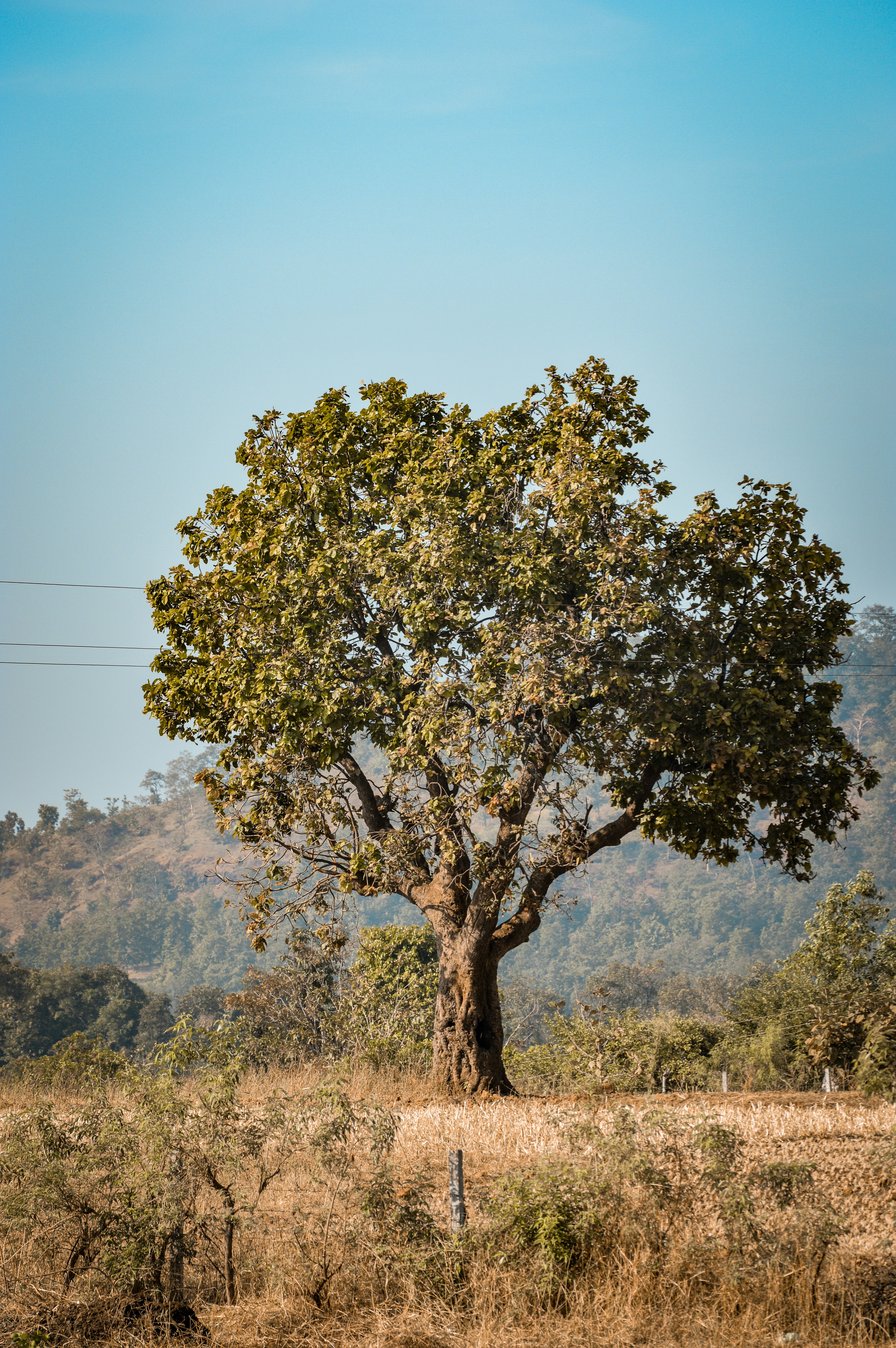 Green tree during daytime photo – Free Tree Image on Unsplash