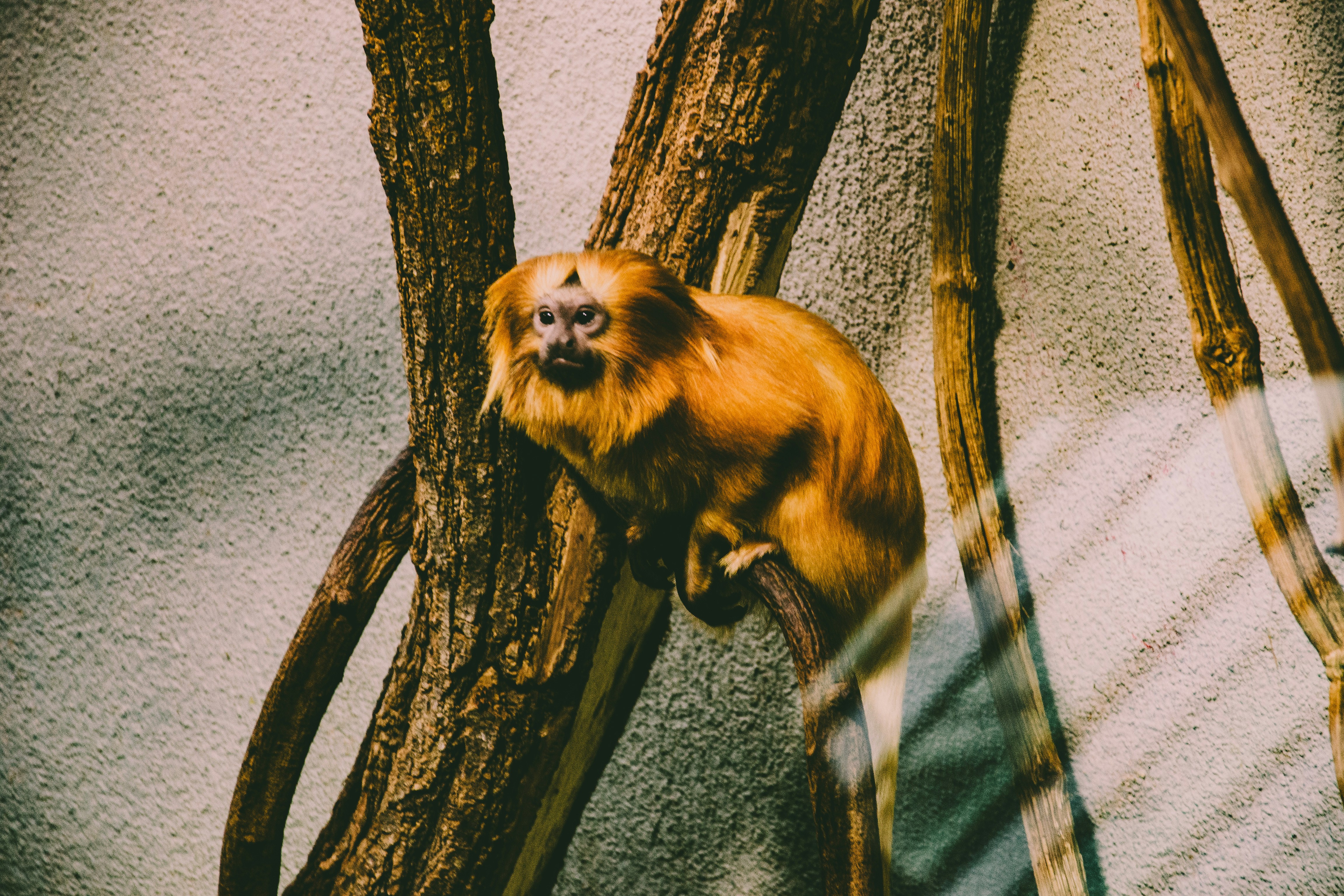 Amber-Faced Monkey Perched Among Sunlit Branches