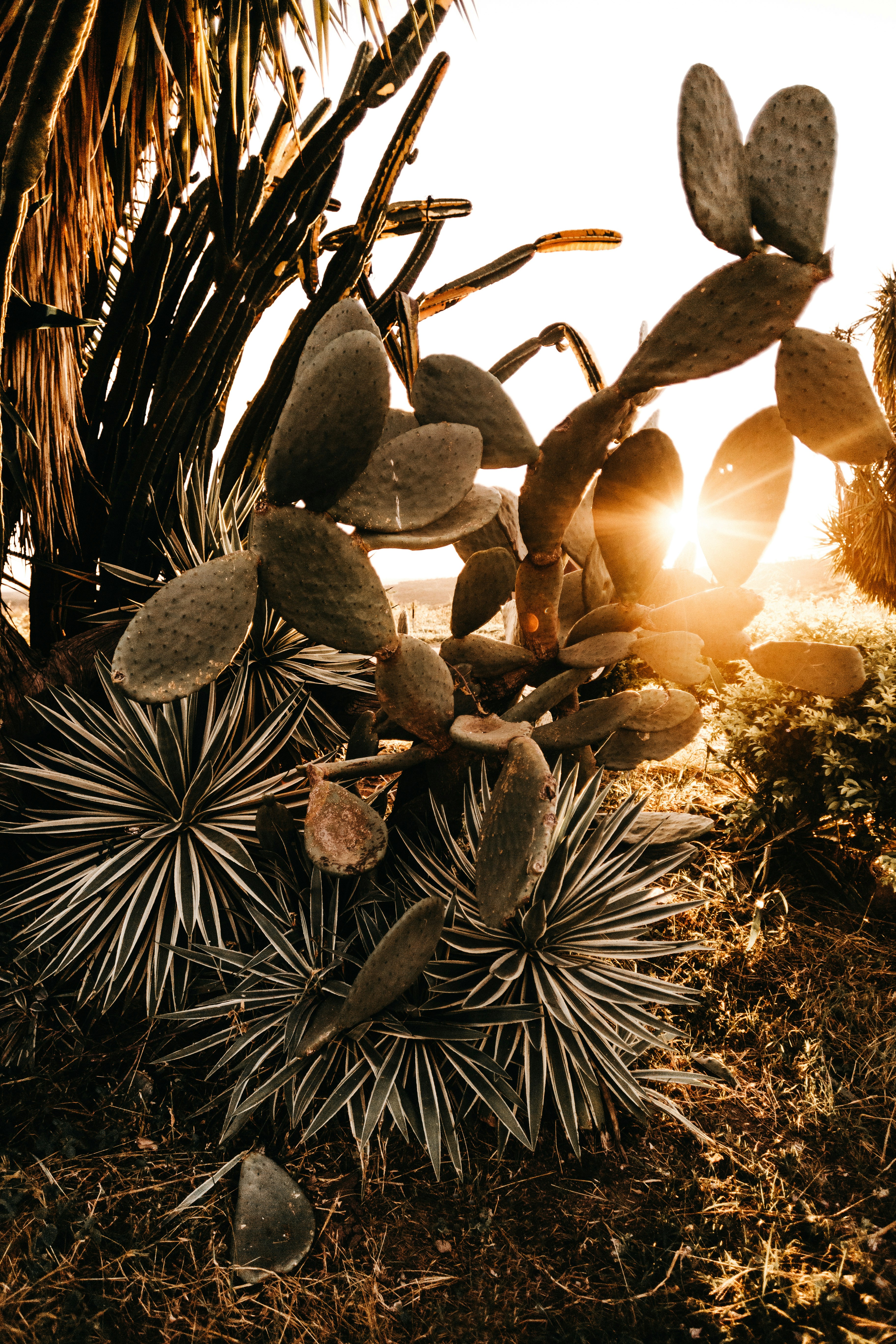 Cacti and spiky plants bask in the warm light of a setting sun, creating a vibrant desert scene.