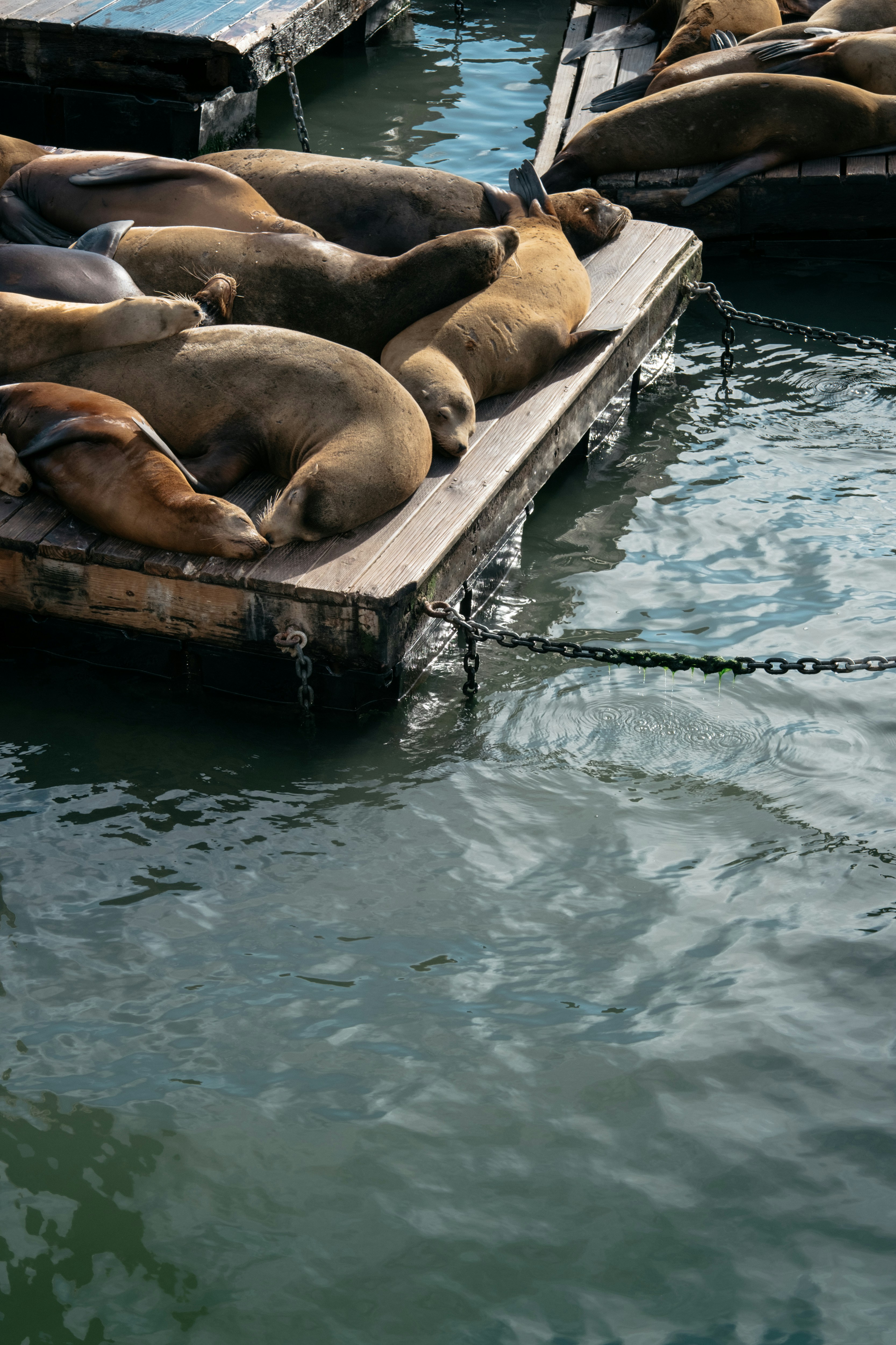 A group of sea lions lounging on a wooden platform, basking in the sunlight on calm waters. Their relaxed posture highlights the tranquility of the scene.