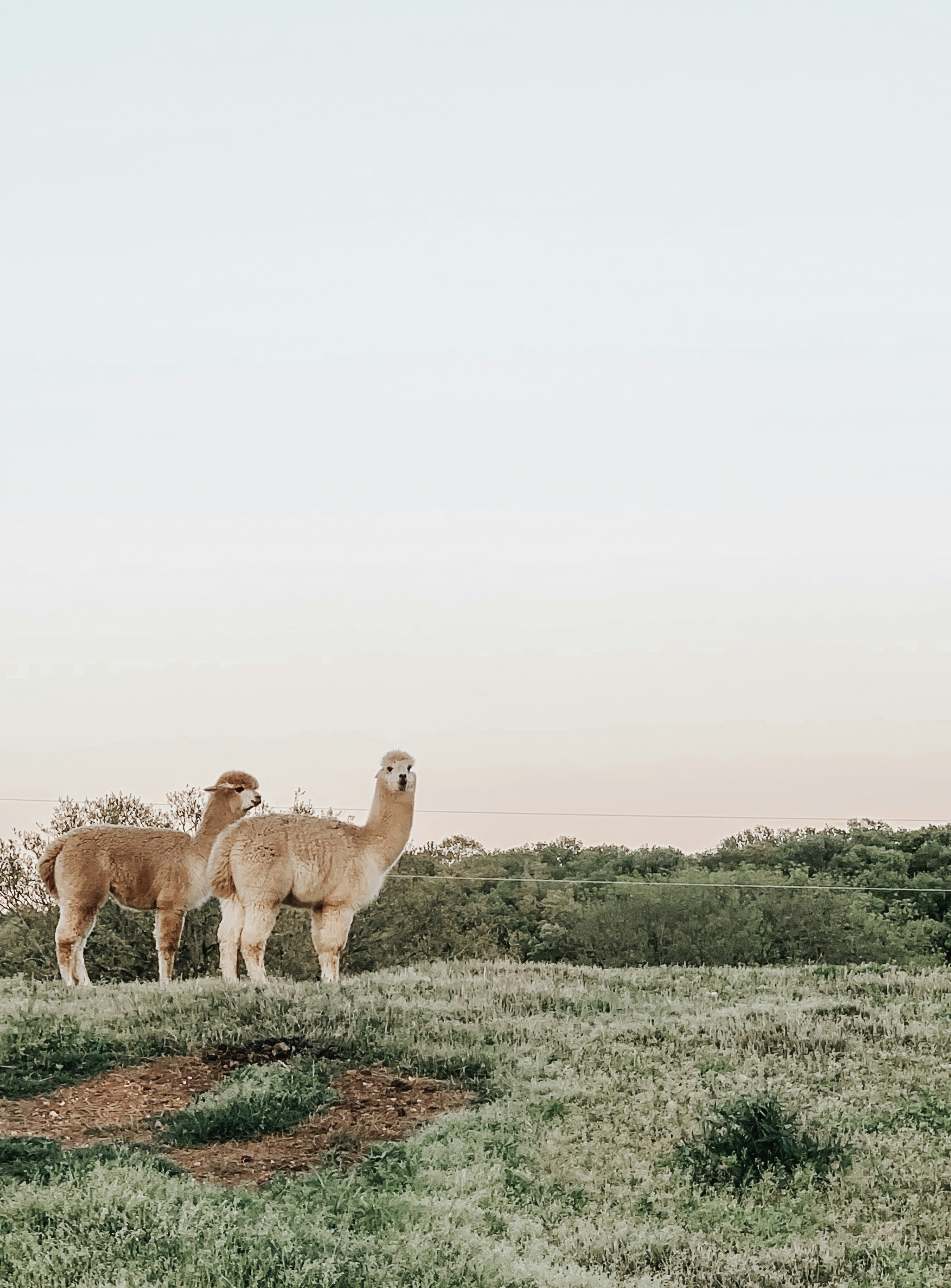 Due lama marroni photo – Photo Animal Gratuite sur Unsplash