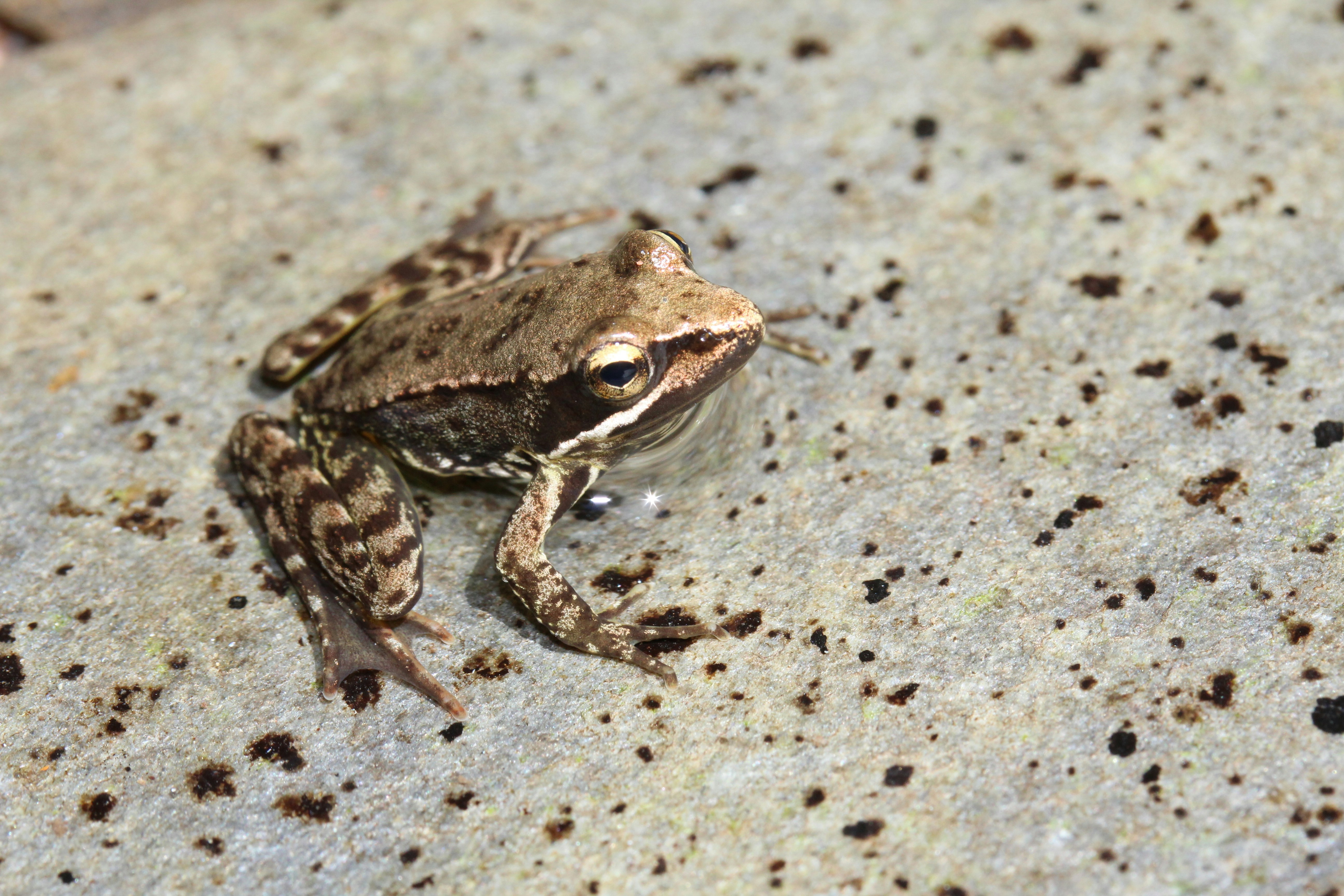 A brown frog perched on a textured stone surface, surrounded by a subtle layer of water droplets and organic debris.