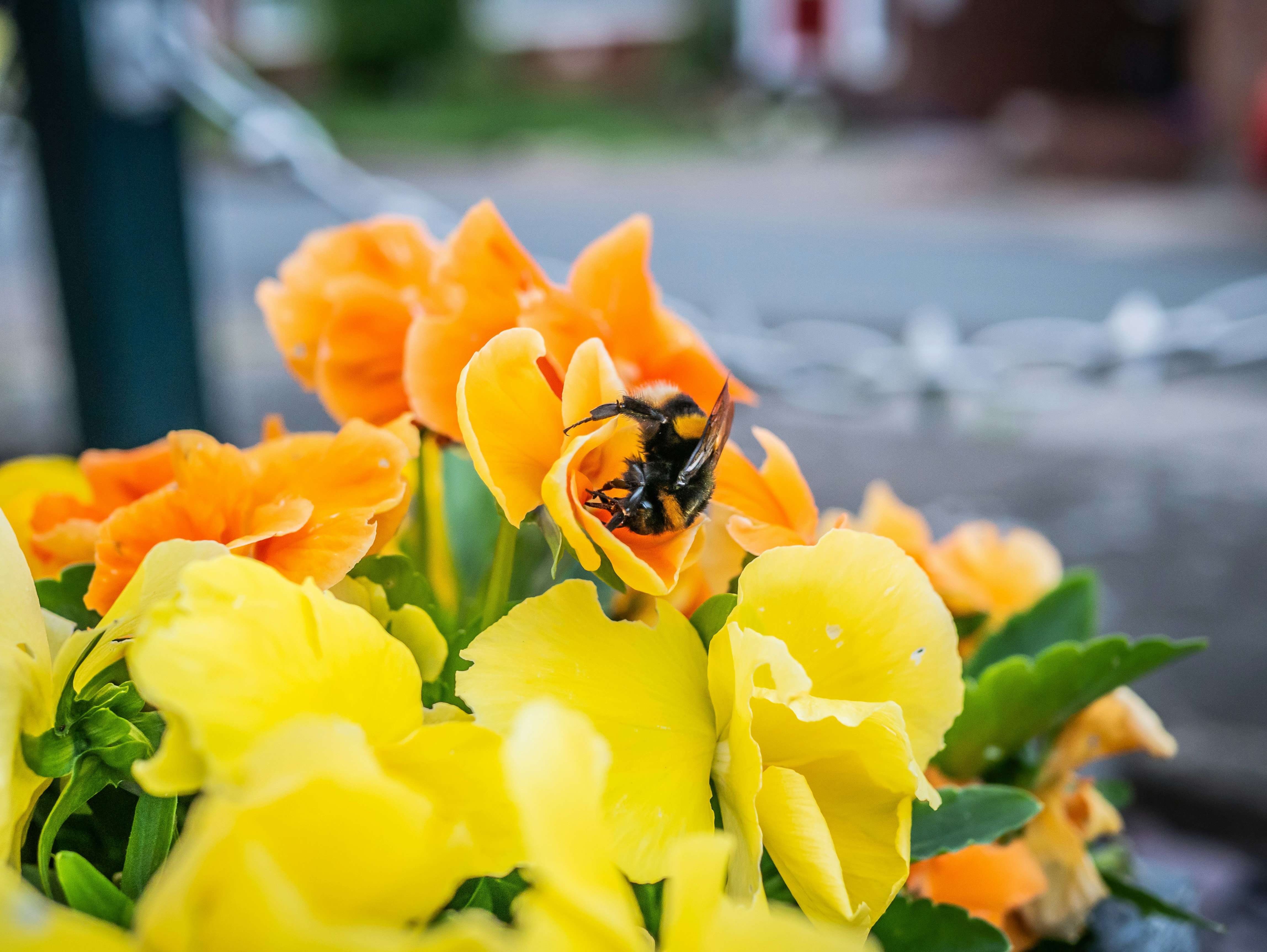 yellow and orange petaled flowers
