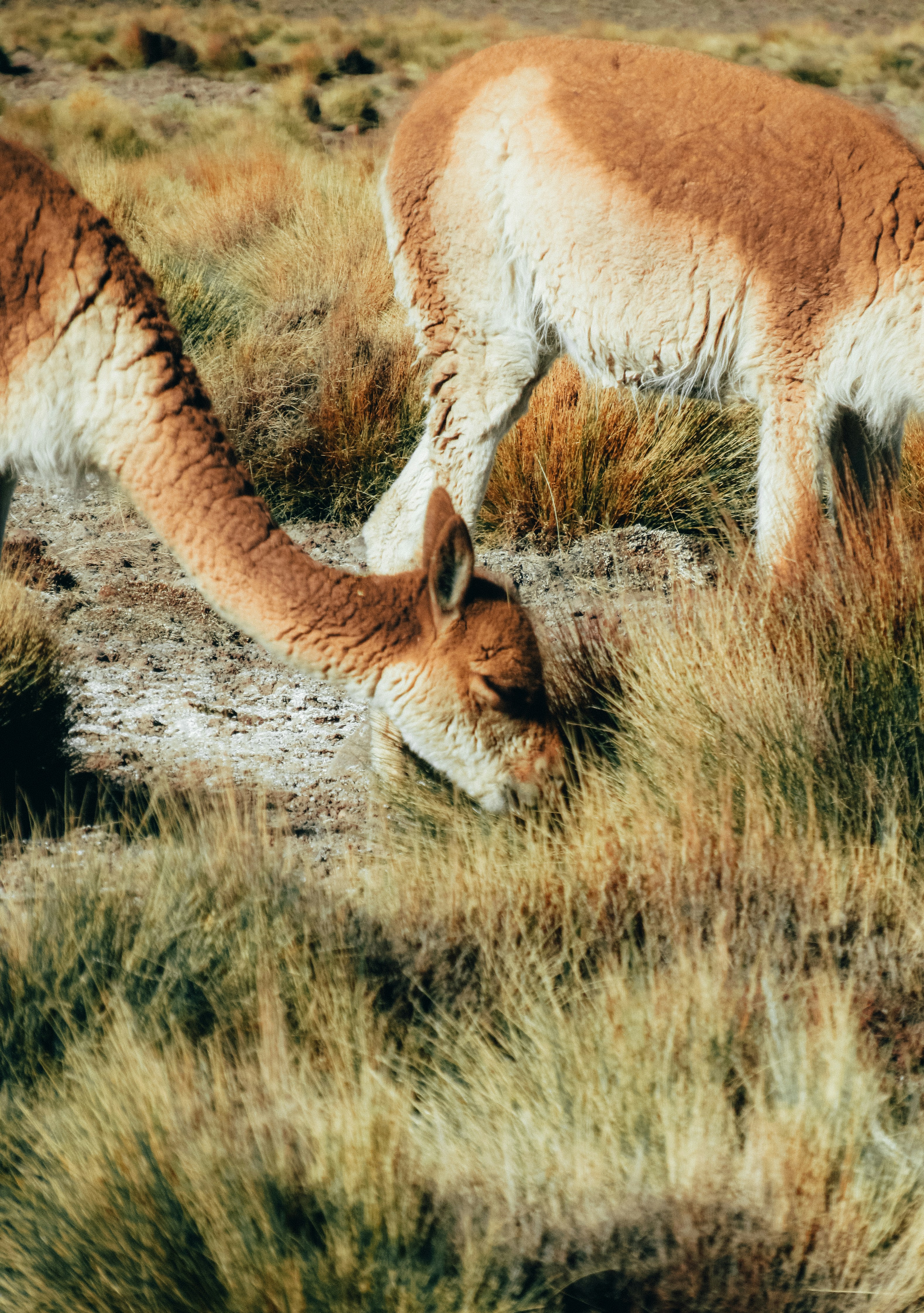 Two vicunas foraging in a sunlit grassland, showcasing their natural behavior in a serene environment.