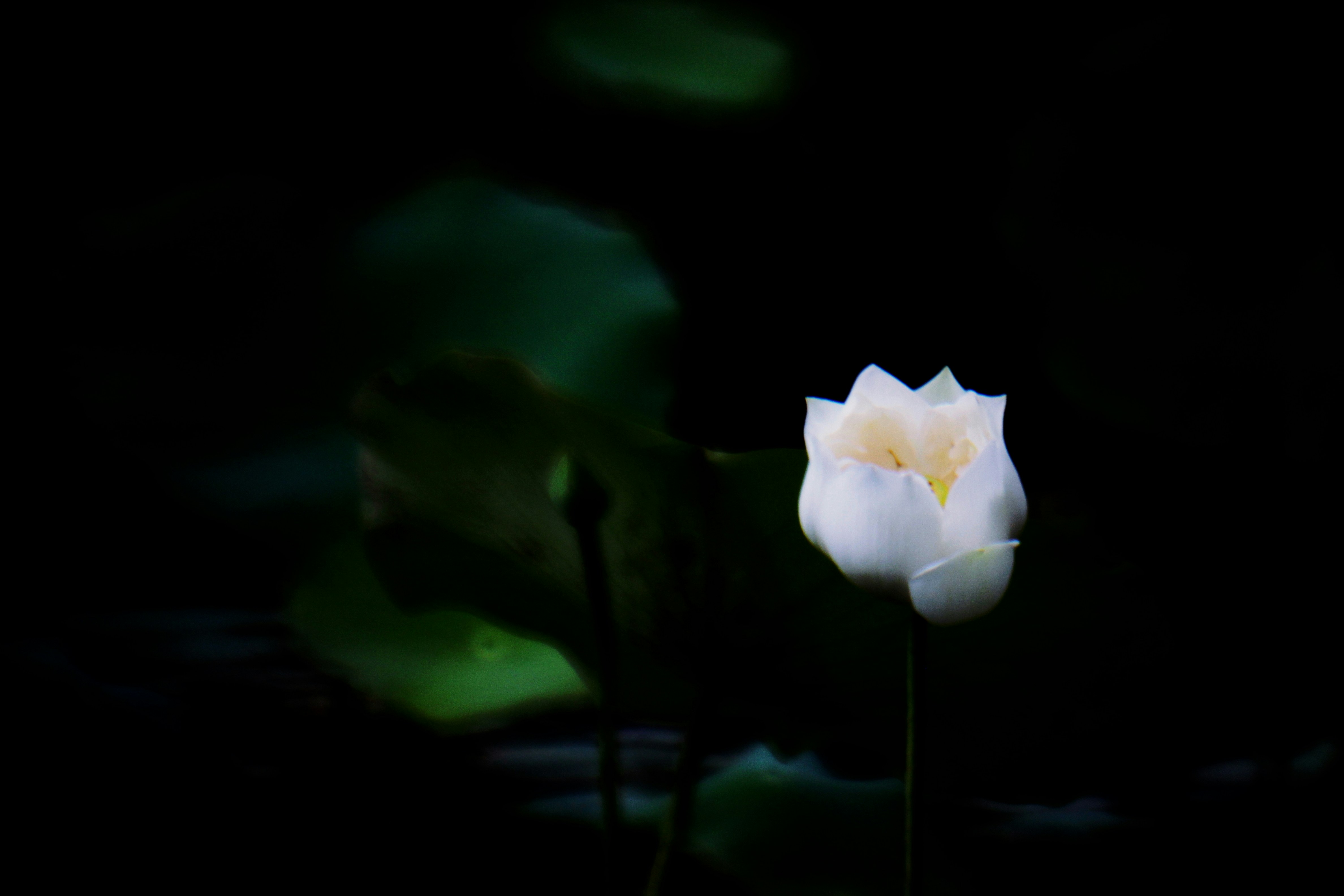 selective focus photo of white-petaled flower
