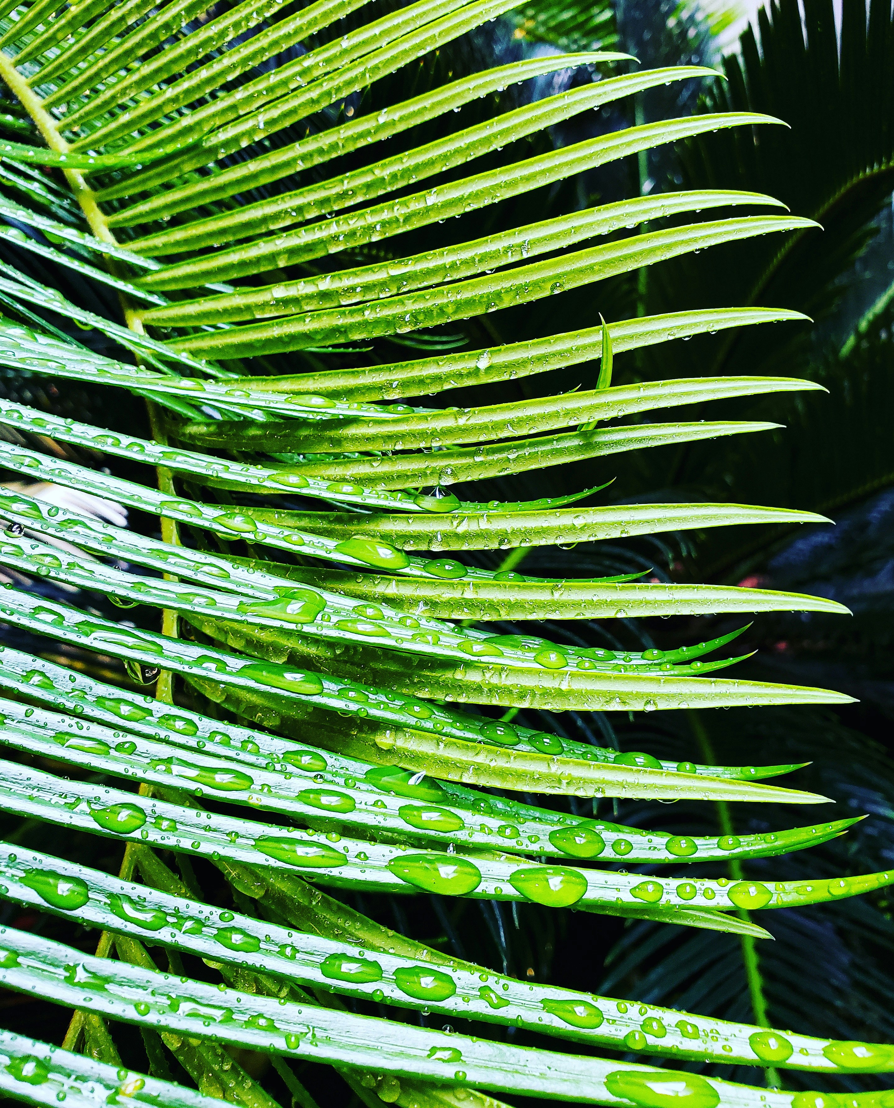 Close-up of lush green palm fronds adorned with droplets of water, highlighting the intricate textures and vibrant colors of the leaves.