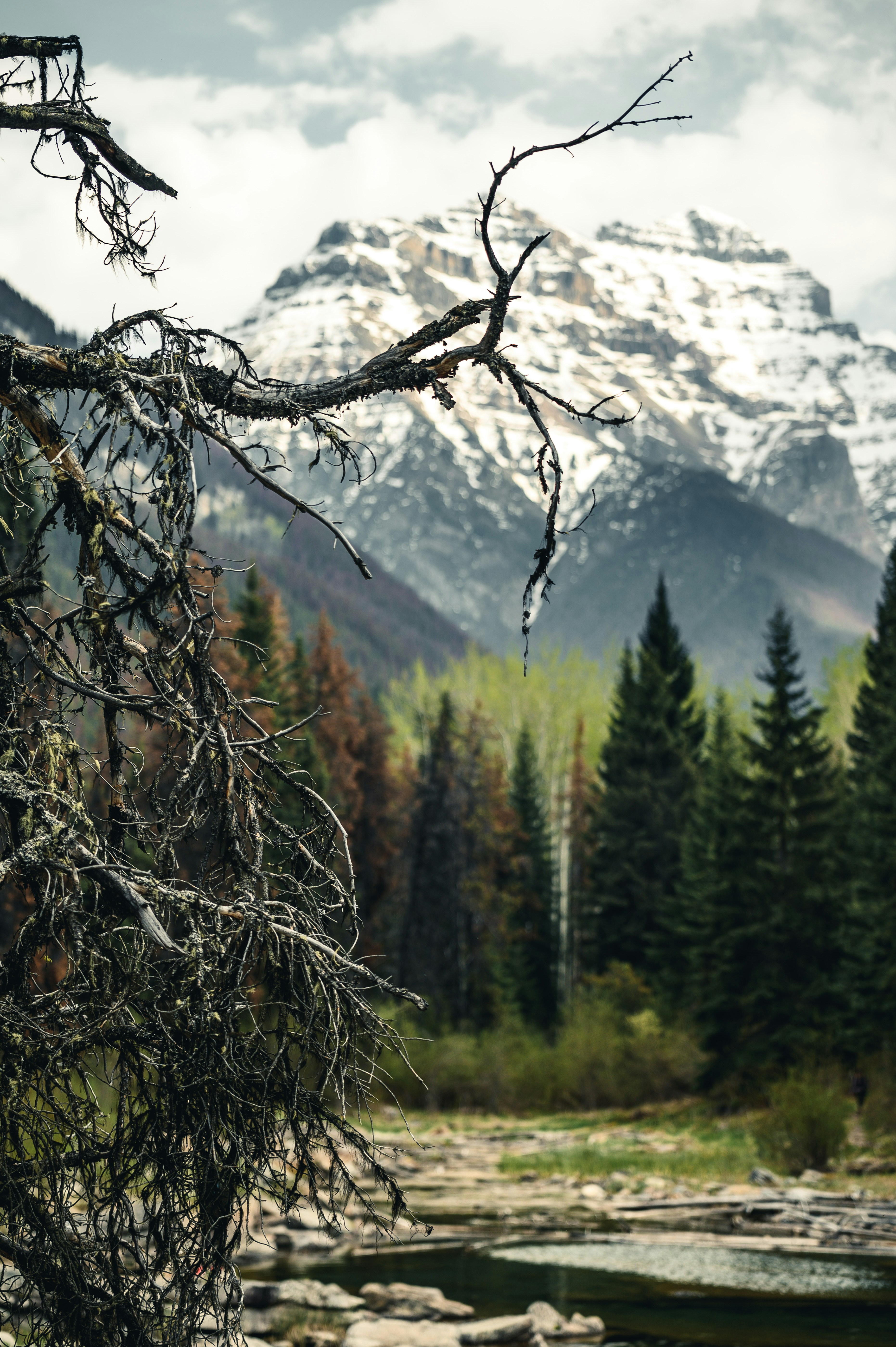 Lone Branch Framing Snowcaps Over a Pine Corridor