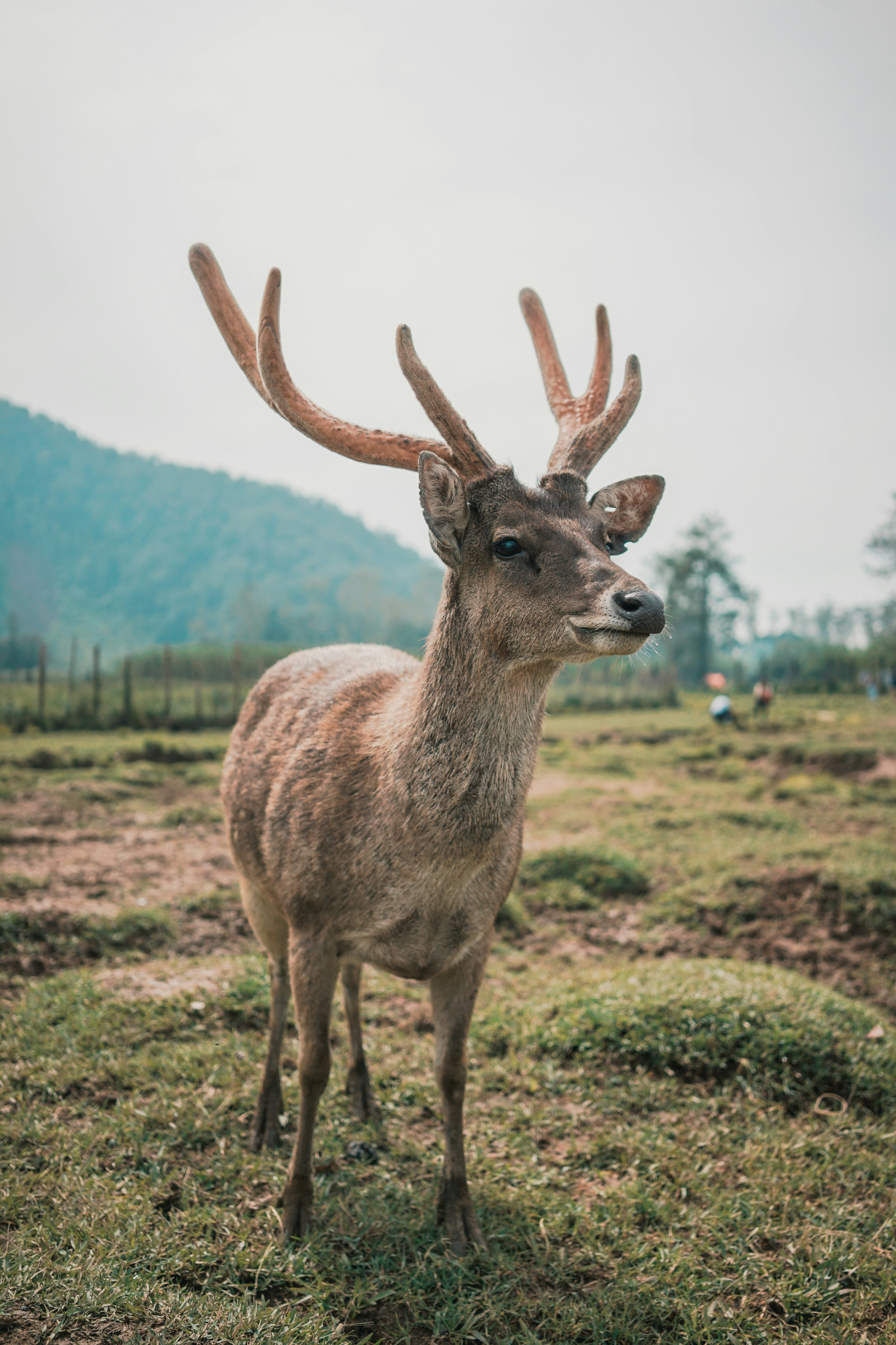 Antlered Sentinel in a Misty Meadow
