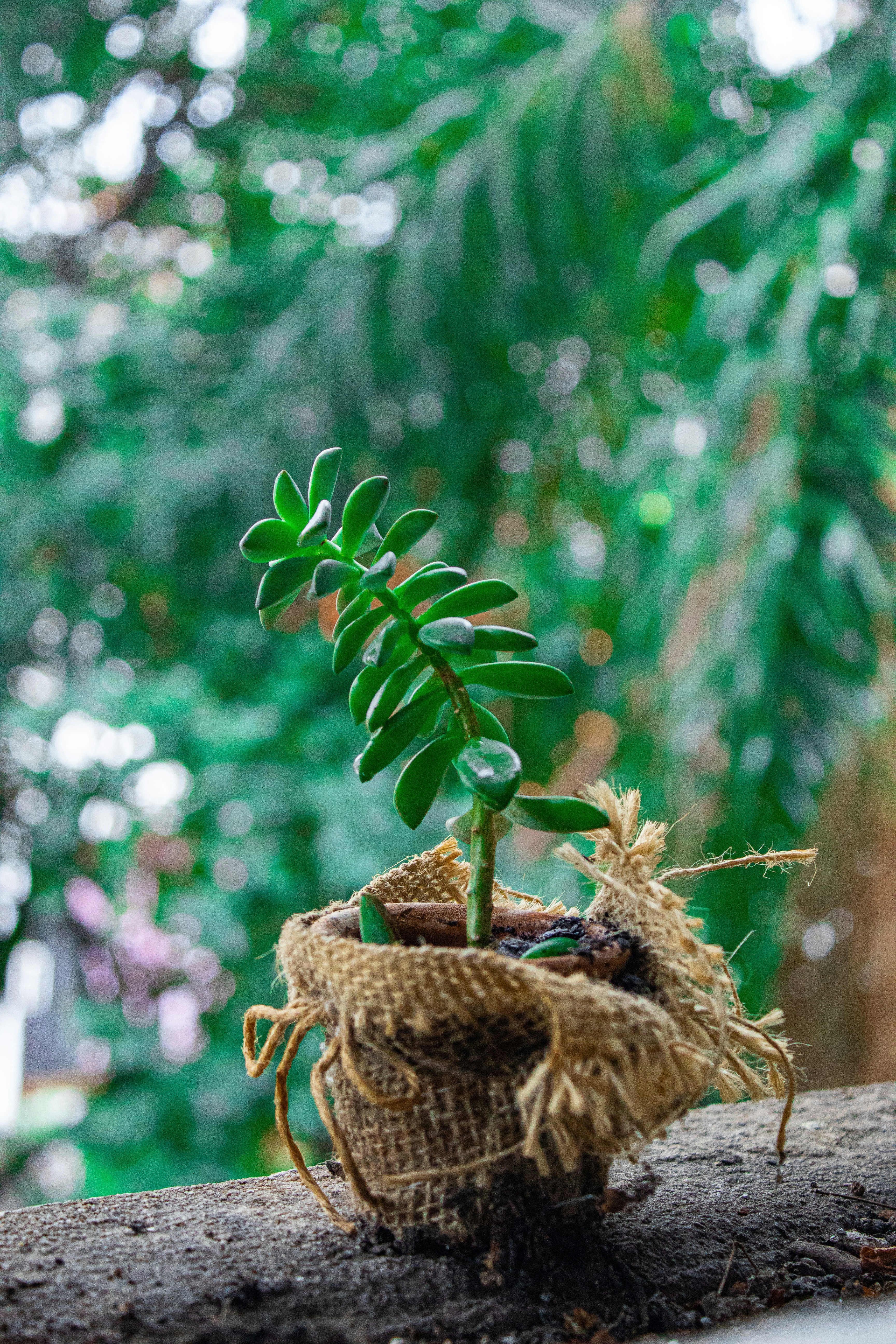 Emerging Green: A Plant's Journey