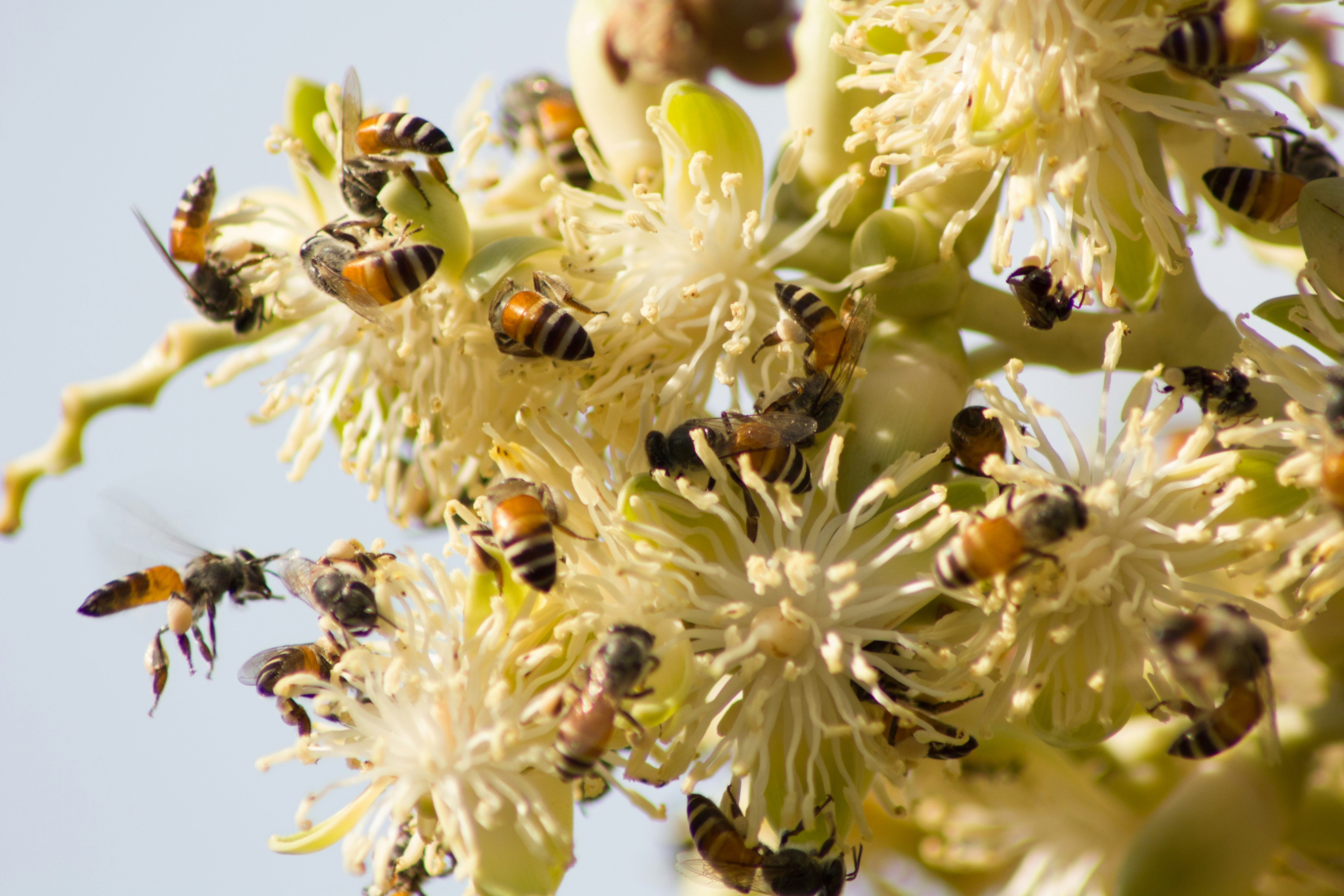 Honeybees at the Cream-White Bloom: A Busy Swarm Among Blooming Clusters