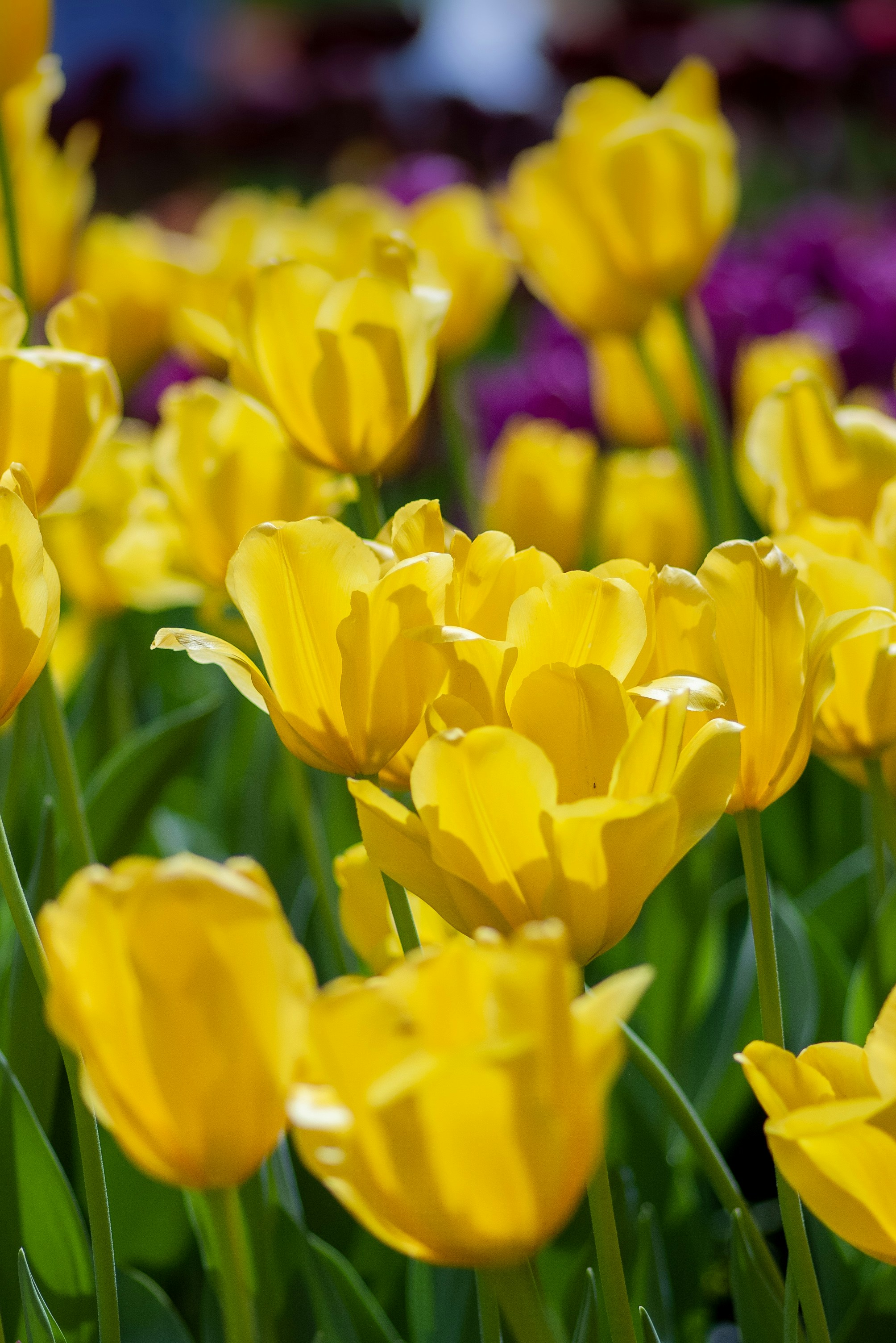 Yellow tulips photo – Free Ботанический сад мгу «аптекарский огород ...