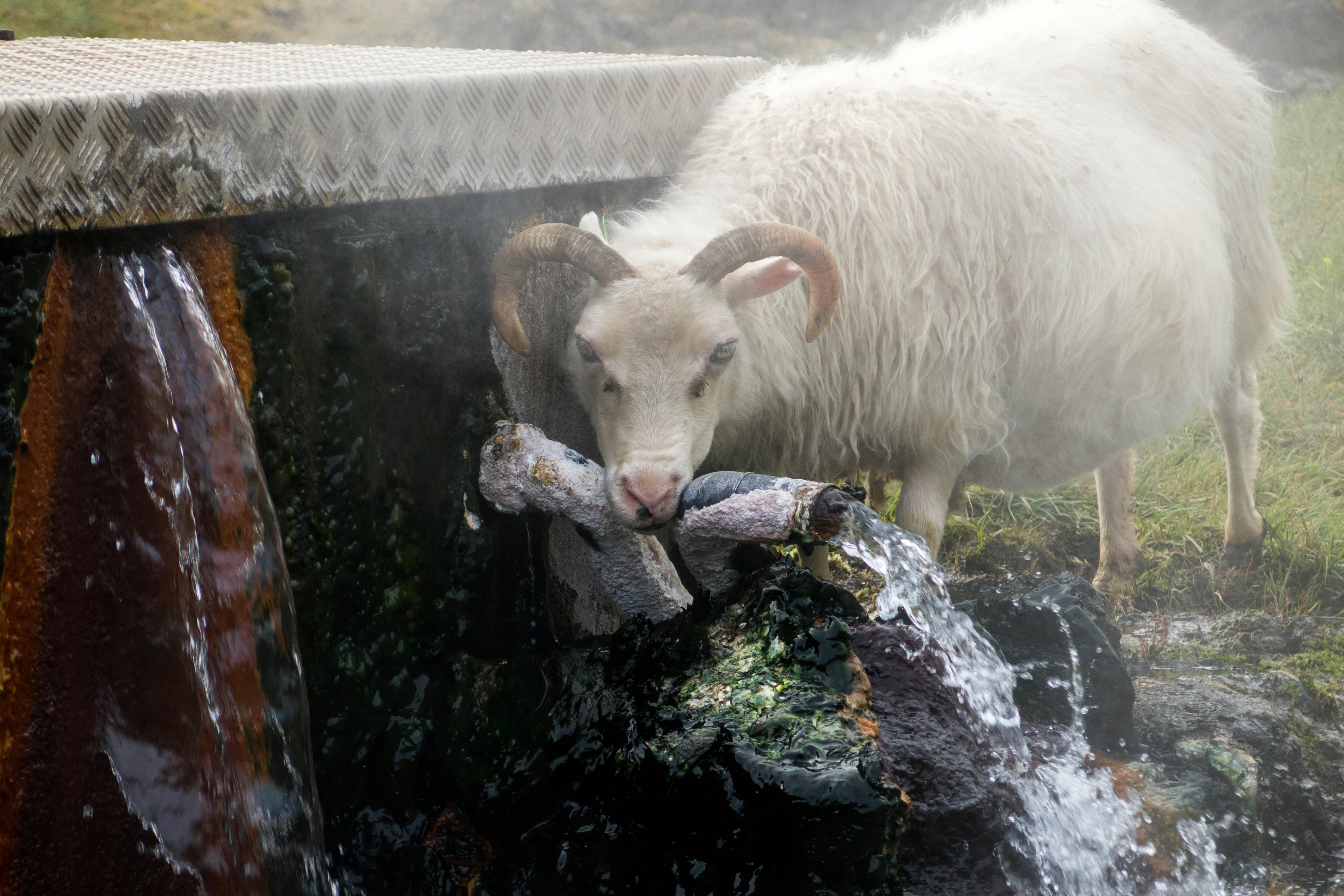 Herded by a Small Cascade: A White Ram Drinks at the Edge