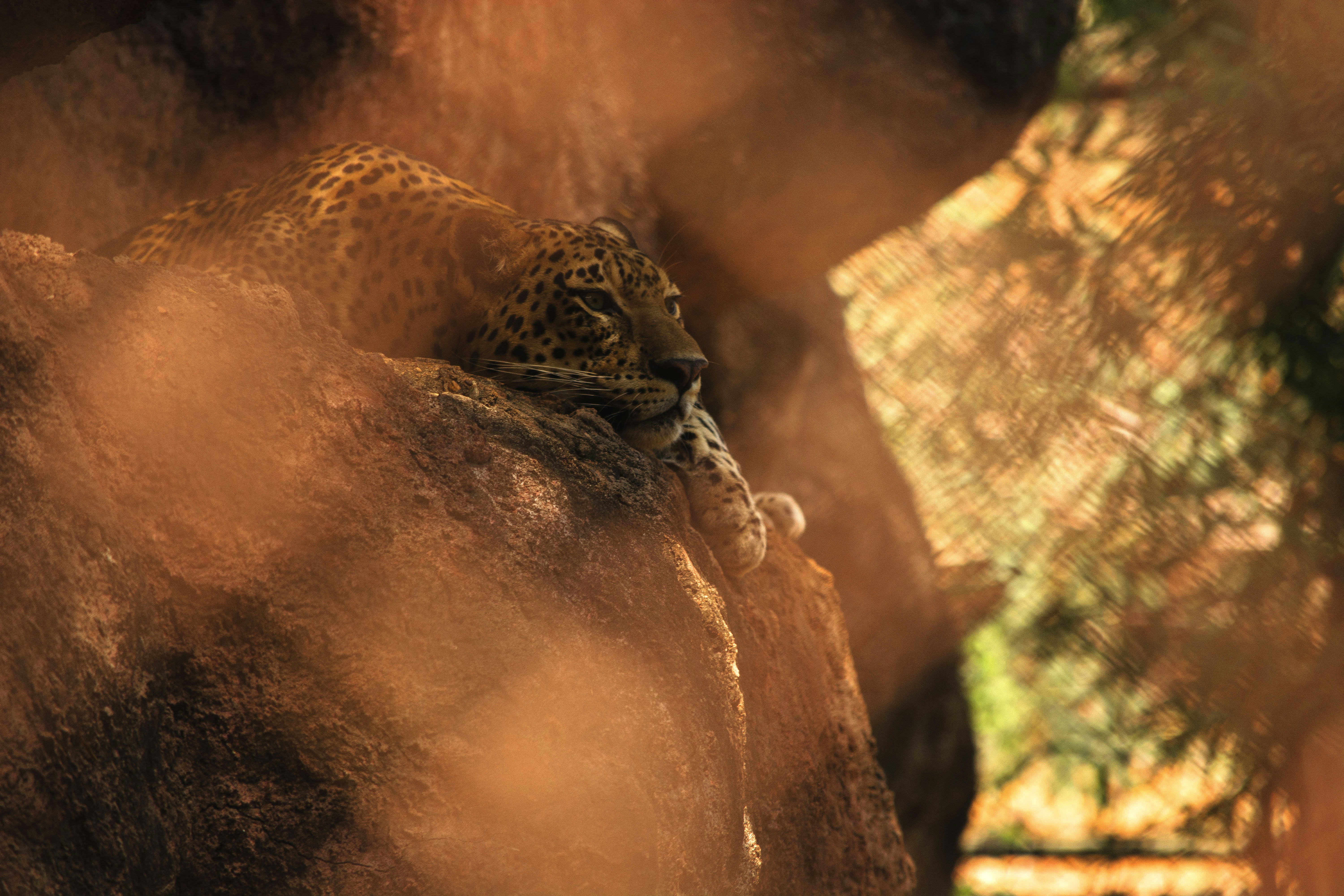 Leopard in Amber Frame: Quiet Repose on a Sunlit Rock