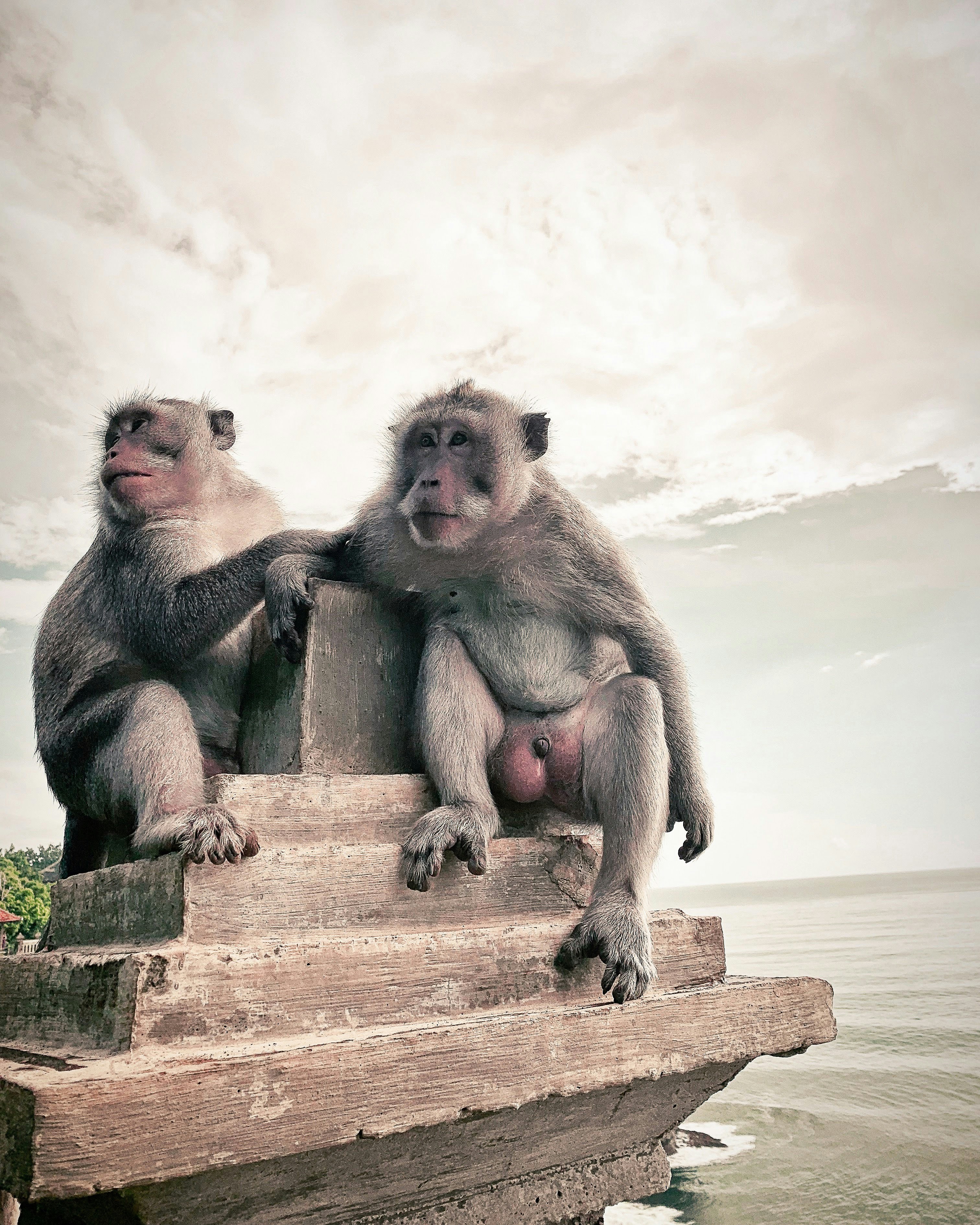 Two monkeys sit atop weathered stone with a vast ocean backdrop under a cloudy sky.
