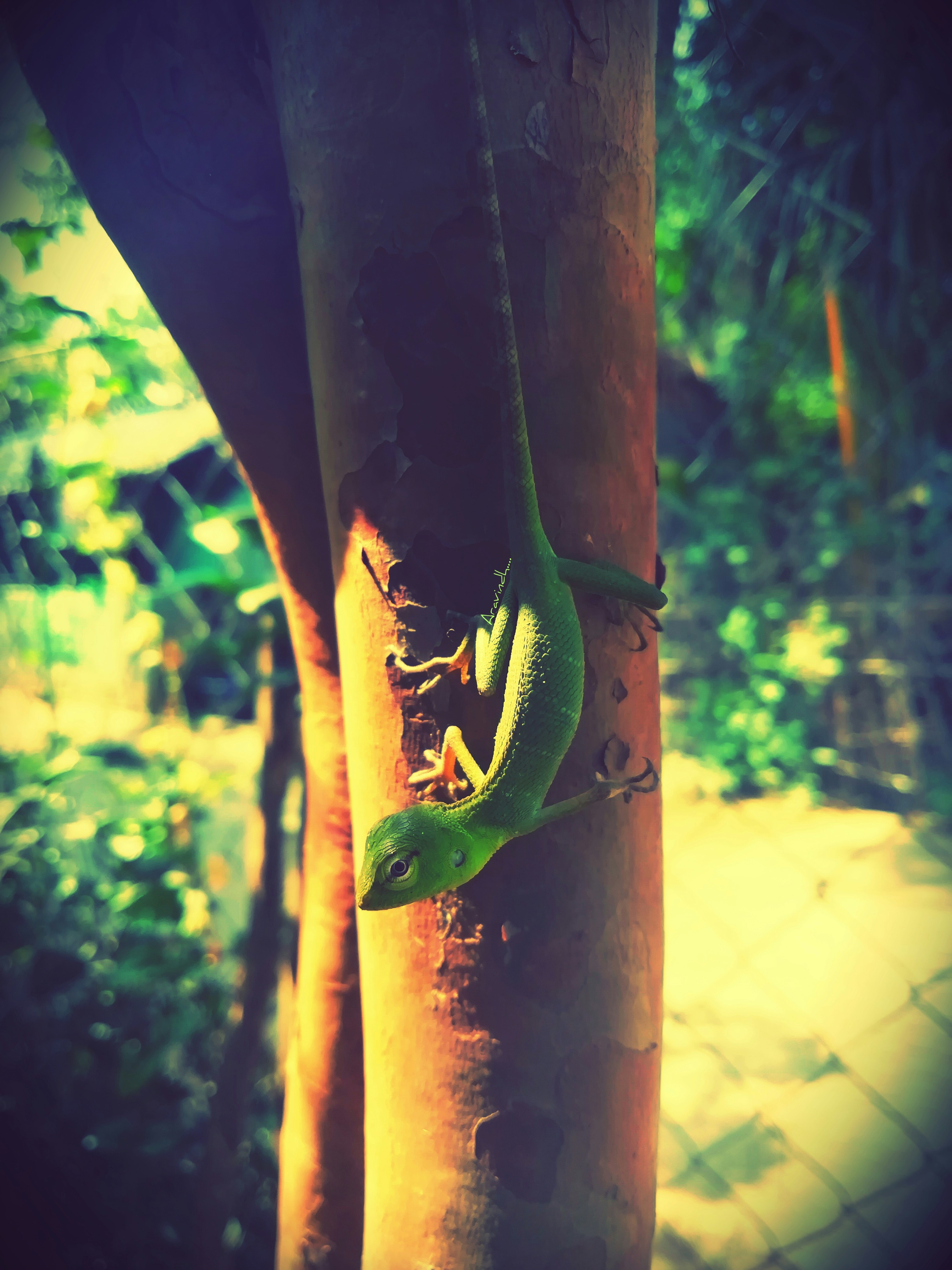 Lithe Green Gecko Clinging to Sunlit Tree Trunk