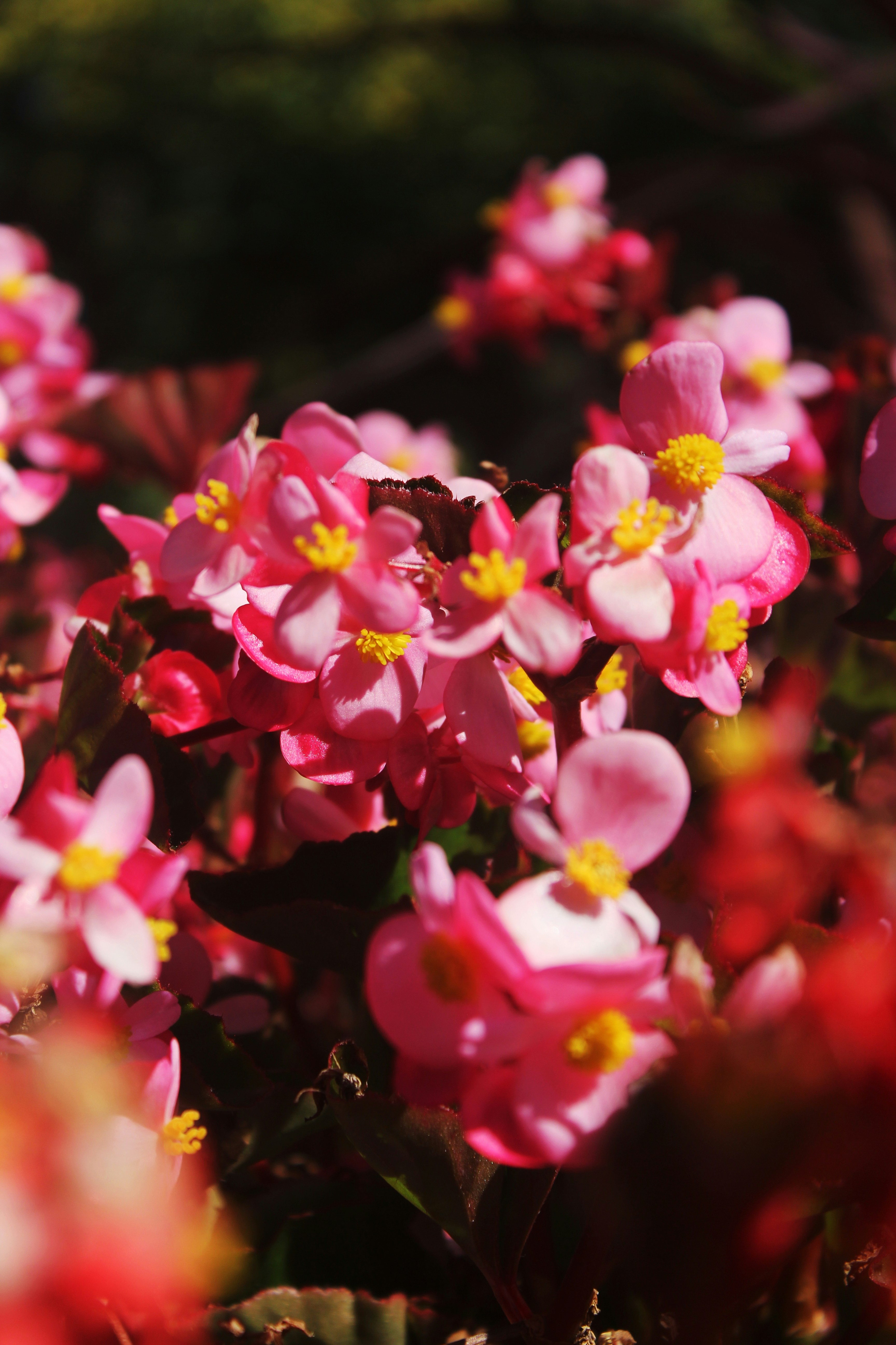 Fleur à pétales roses photo – Image gratuite de Fleur sur Unsplash