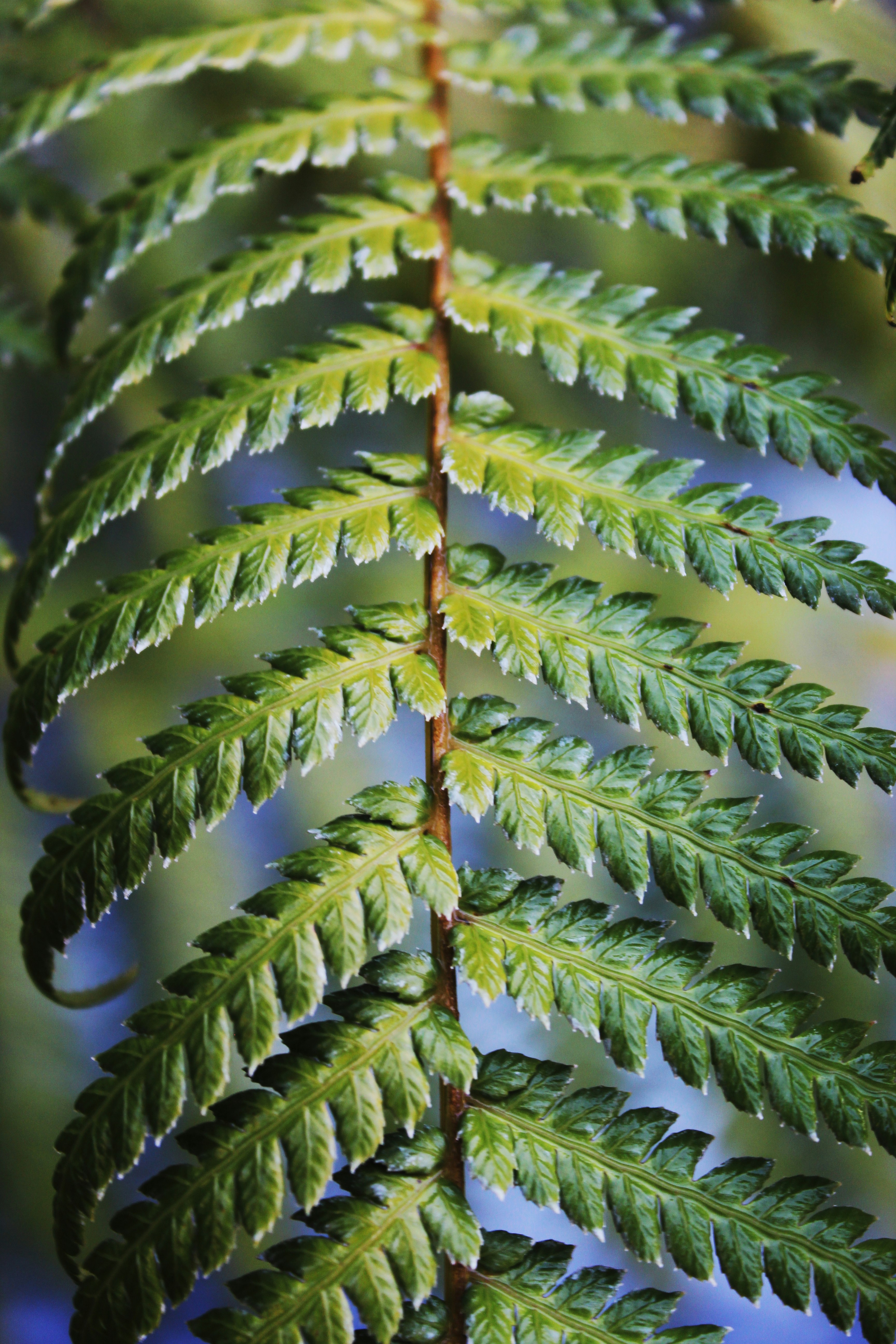 Foto Planta de hojas verdes – Imagen Planta gratis en Unsplash