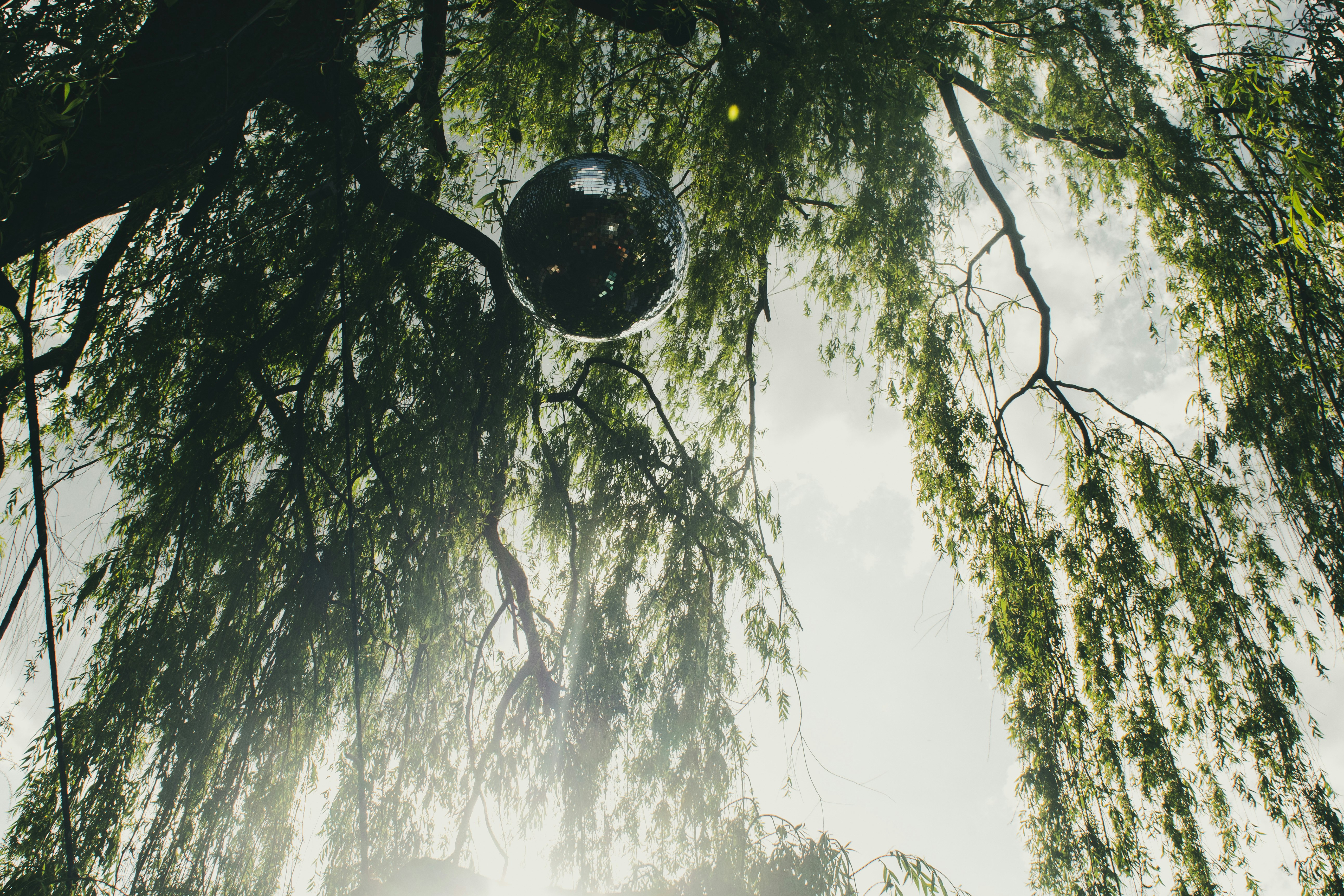 Round grey ball hanging on weeping willow tree photo – Free Grey Image ...