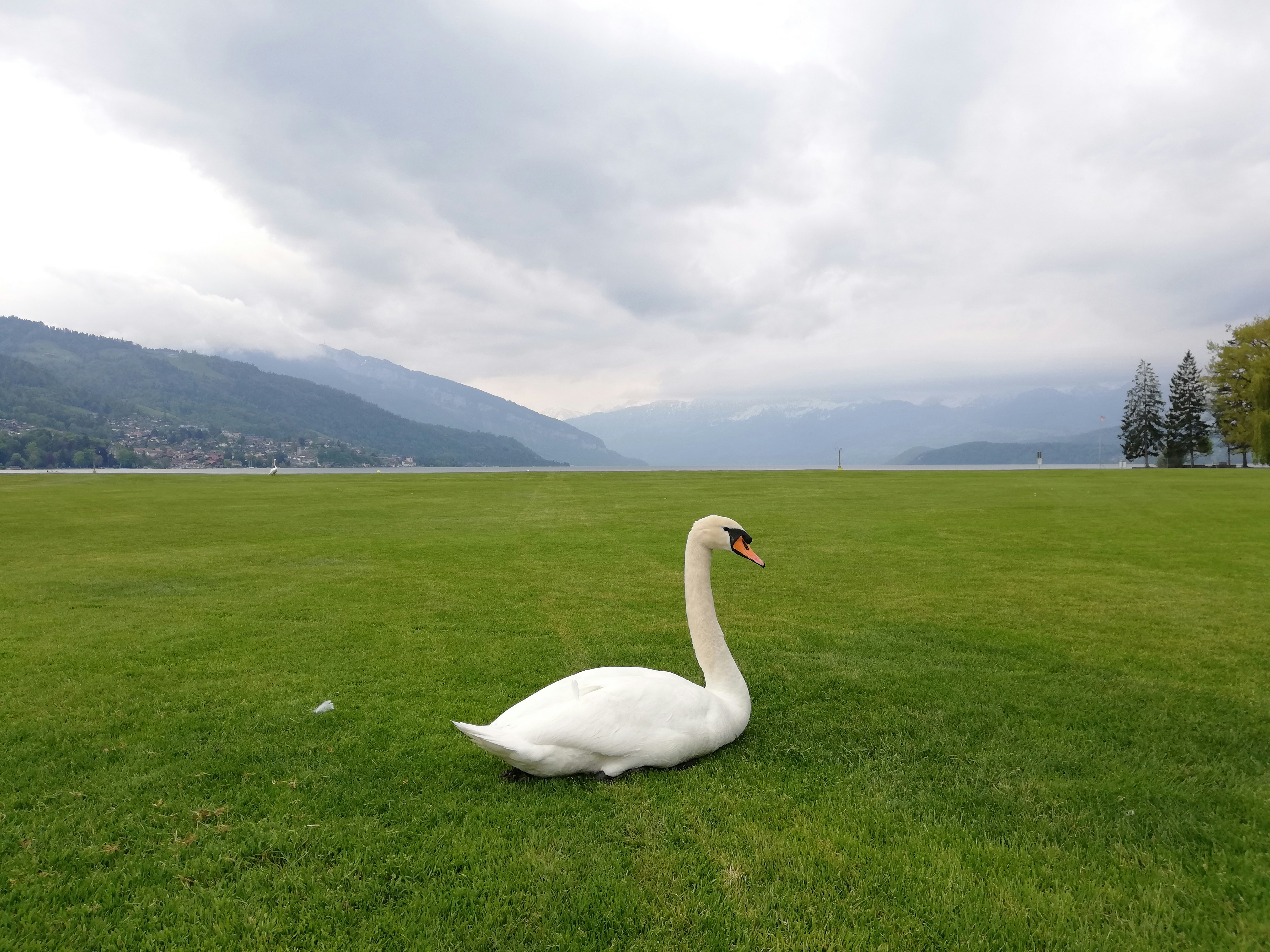 White swam on grass photo – Free Thun Image on Unsplash