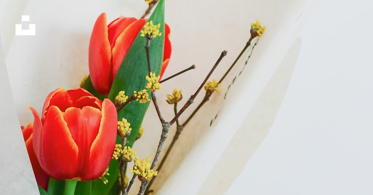 Planta De Hojas Verdes Con Flores Rojas Foto Imagen De Flor Gratuita