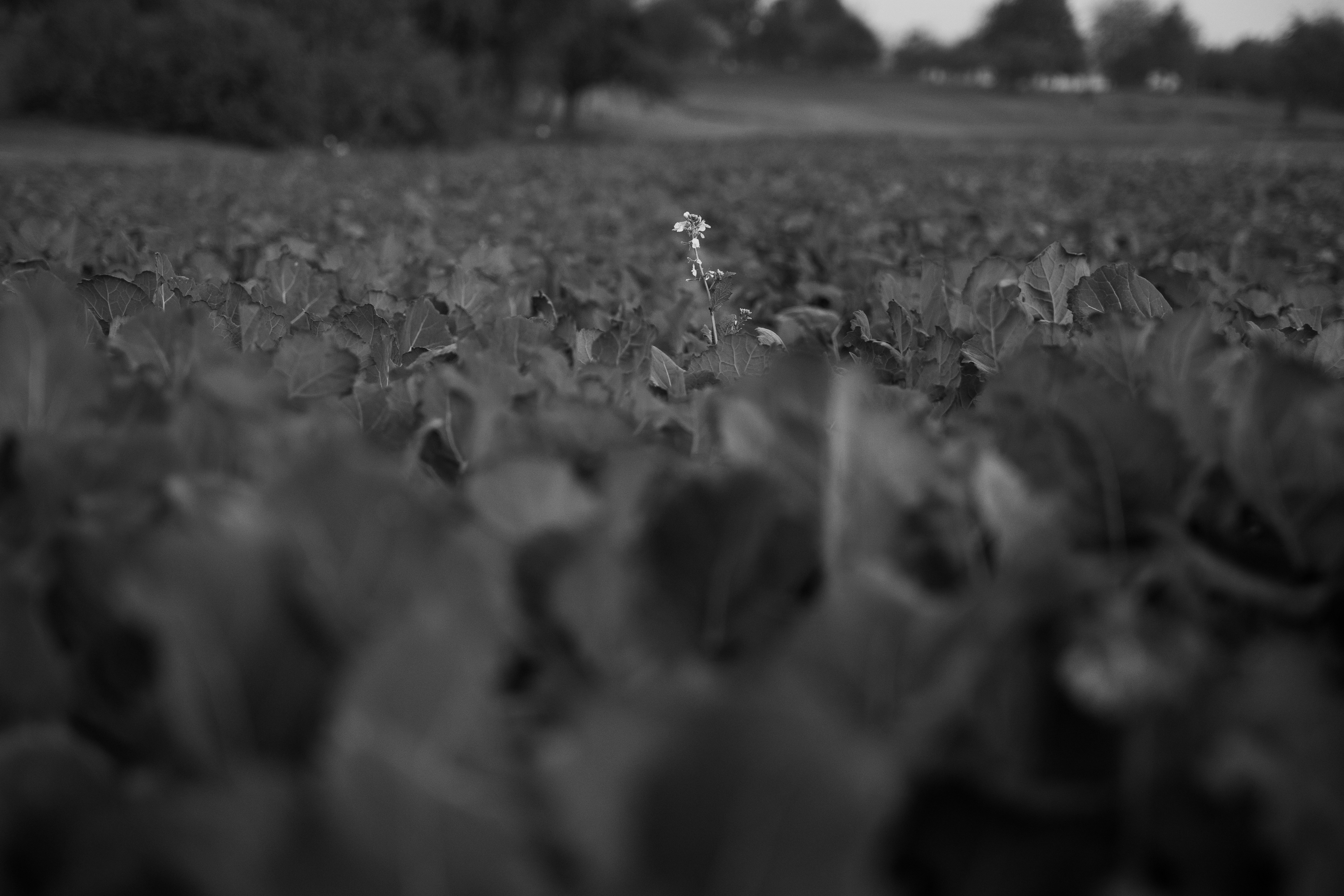The Quiet Bloom: A solitary flower breaking through a blurred field