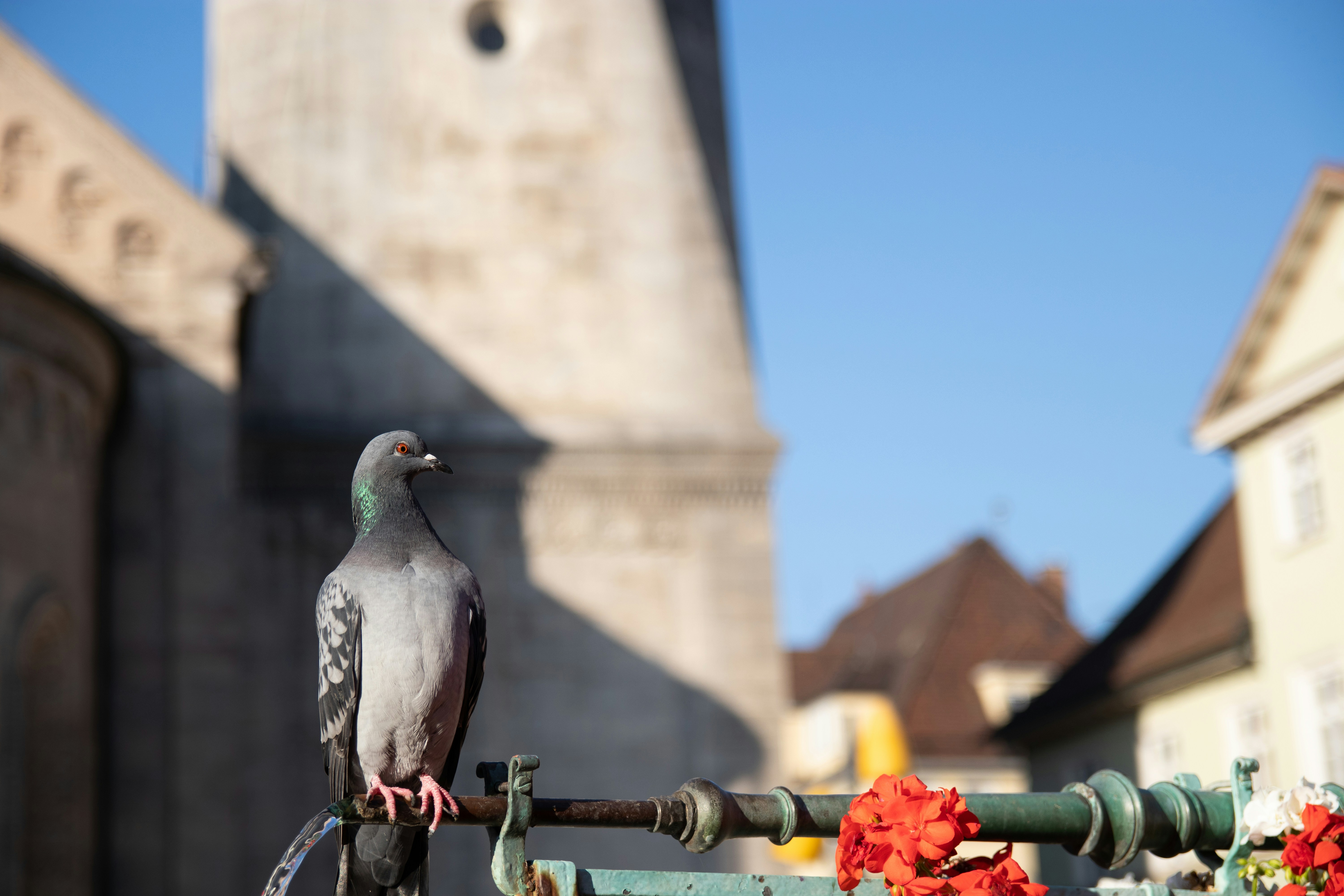 City Pigeon on a Rustic Railing Beneath Historic Turrets