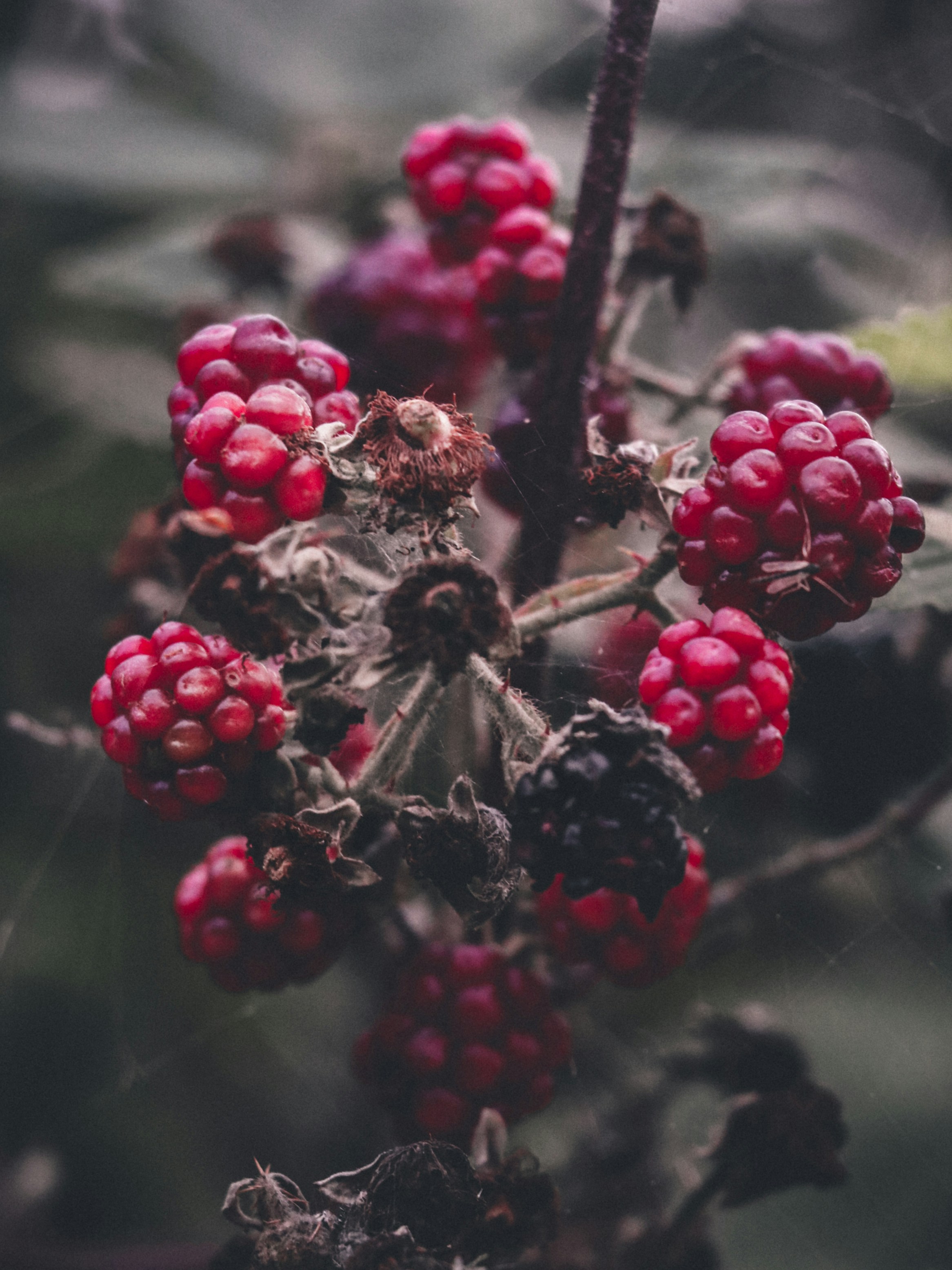 Crimson Berries Trapped in a Web of Quiet Light