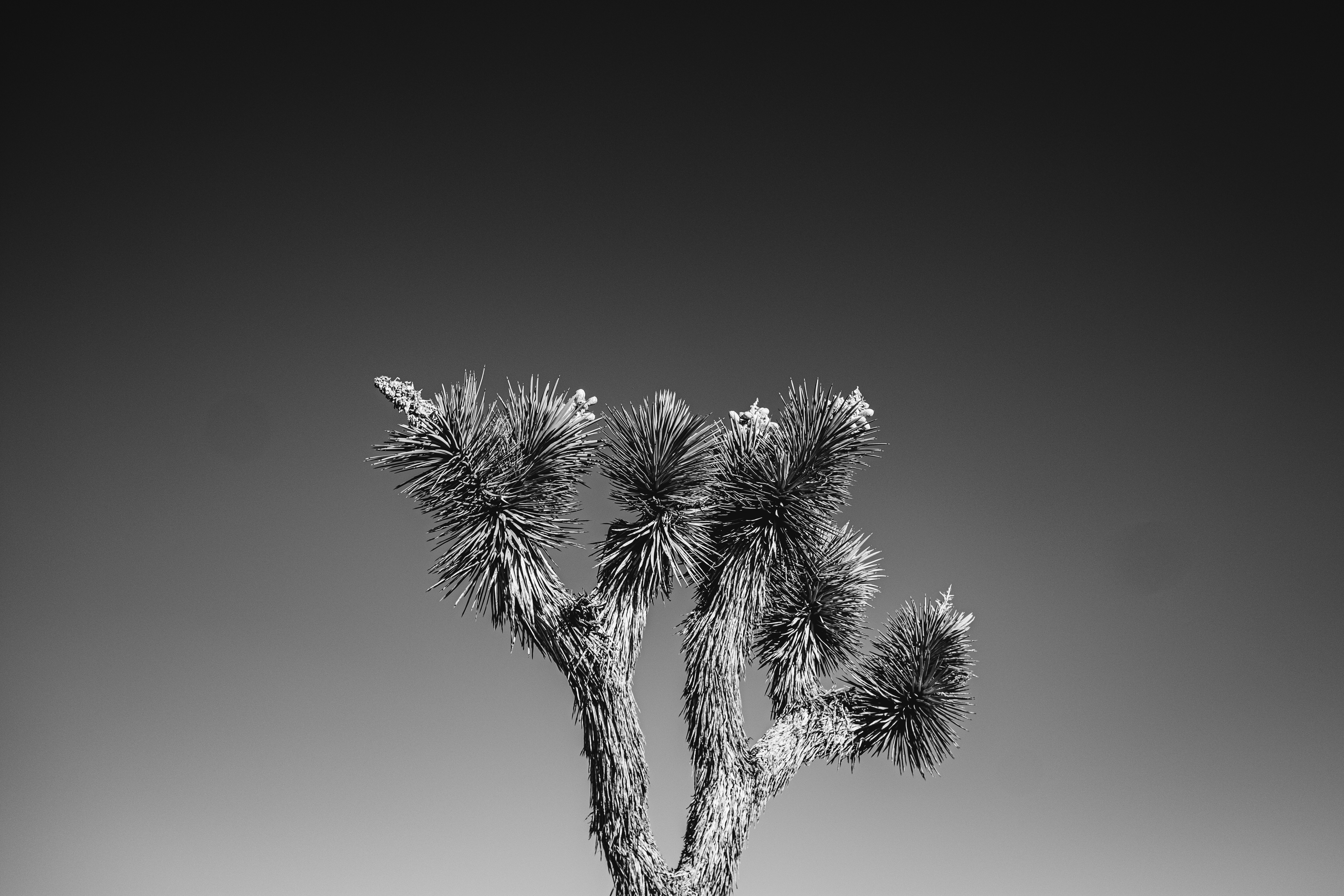 Gray tree photo – Free Grey Image on Unsplash