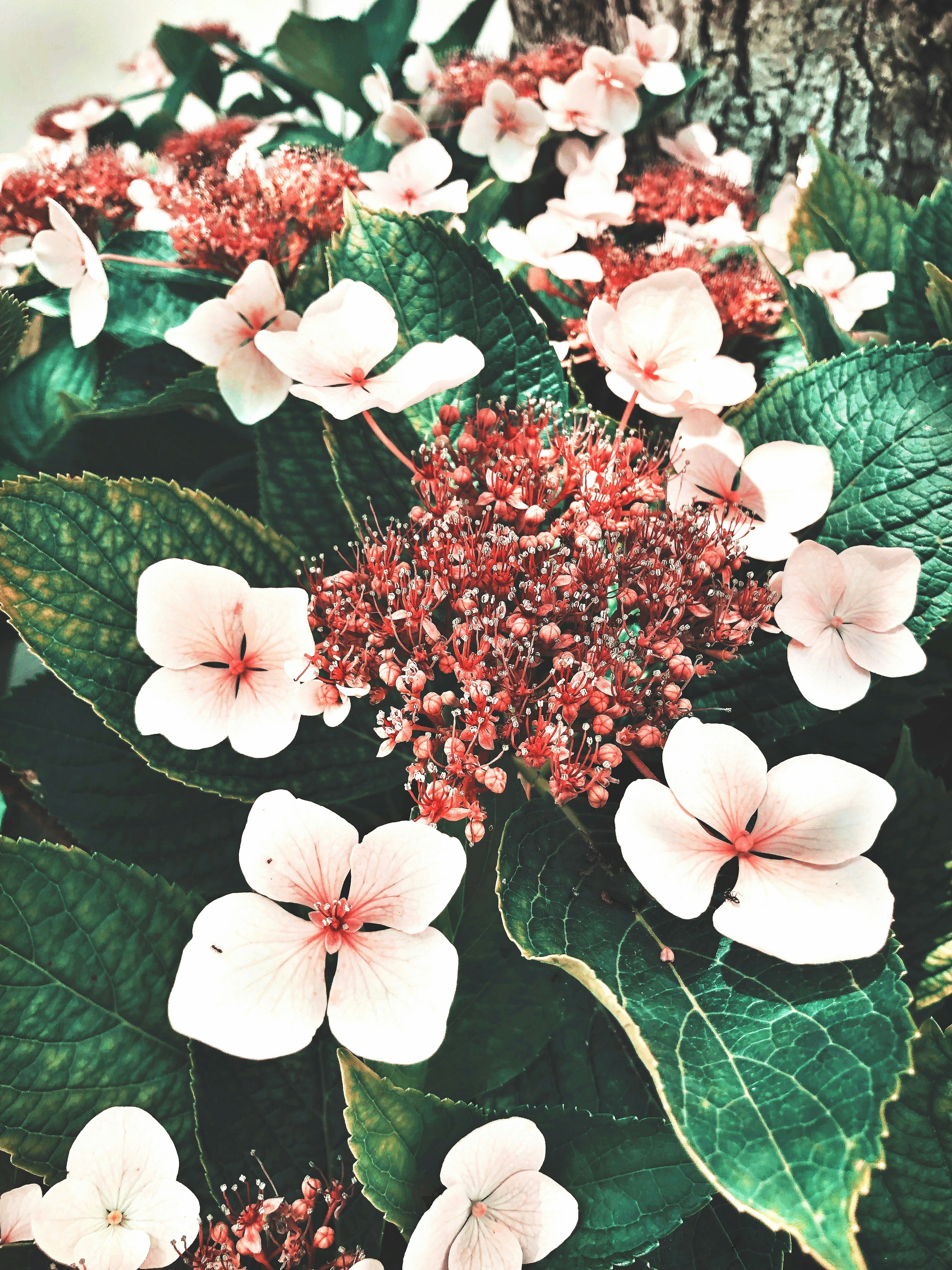 Soft Hydrangea Bloom Bed with Pale Pink Flowers