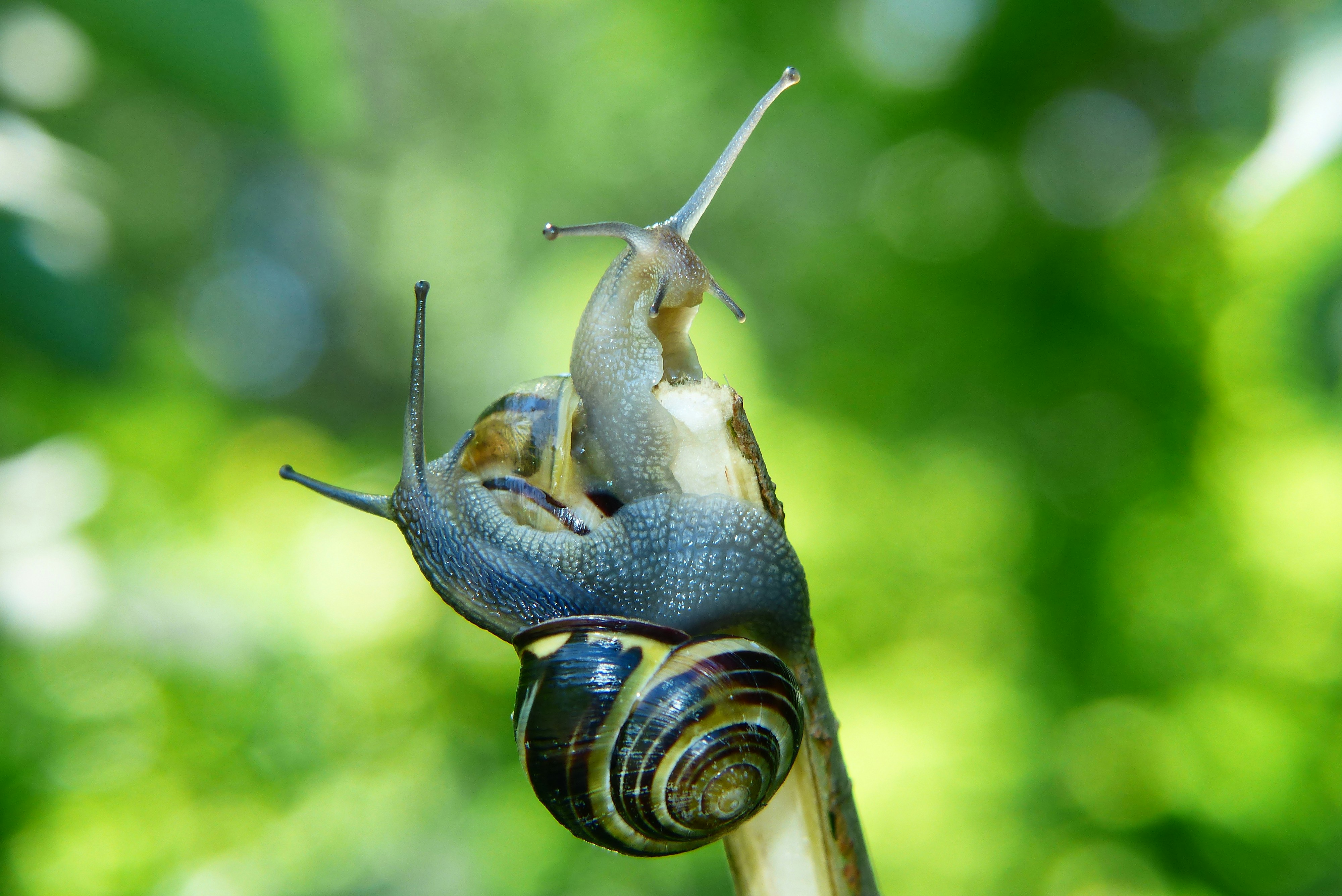 Selective focus photography of blue and gray snail during daytime photo ...