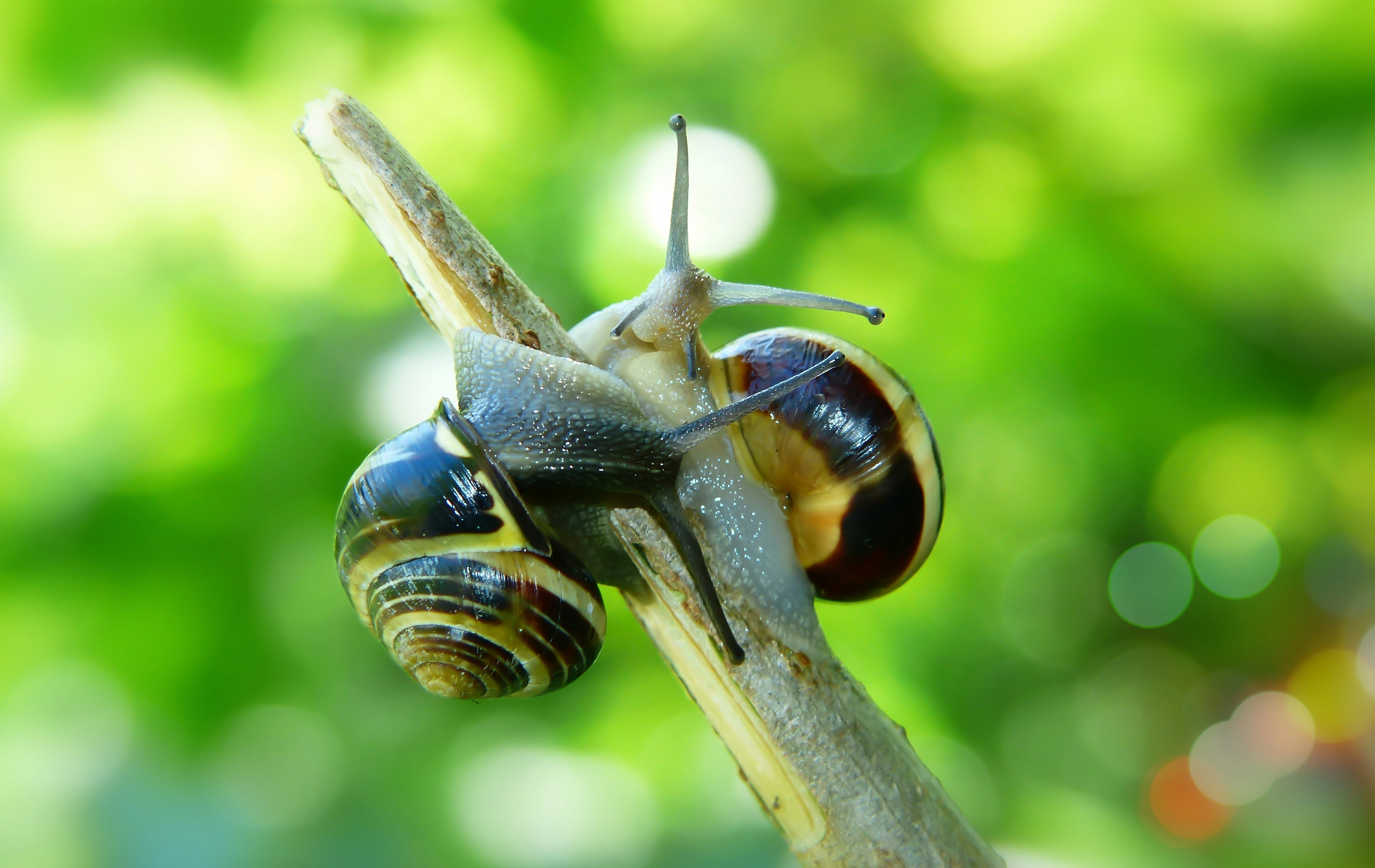 Shallow focus photography of two brown snails photo – Free Animal Image ...