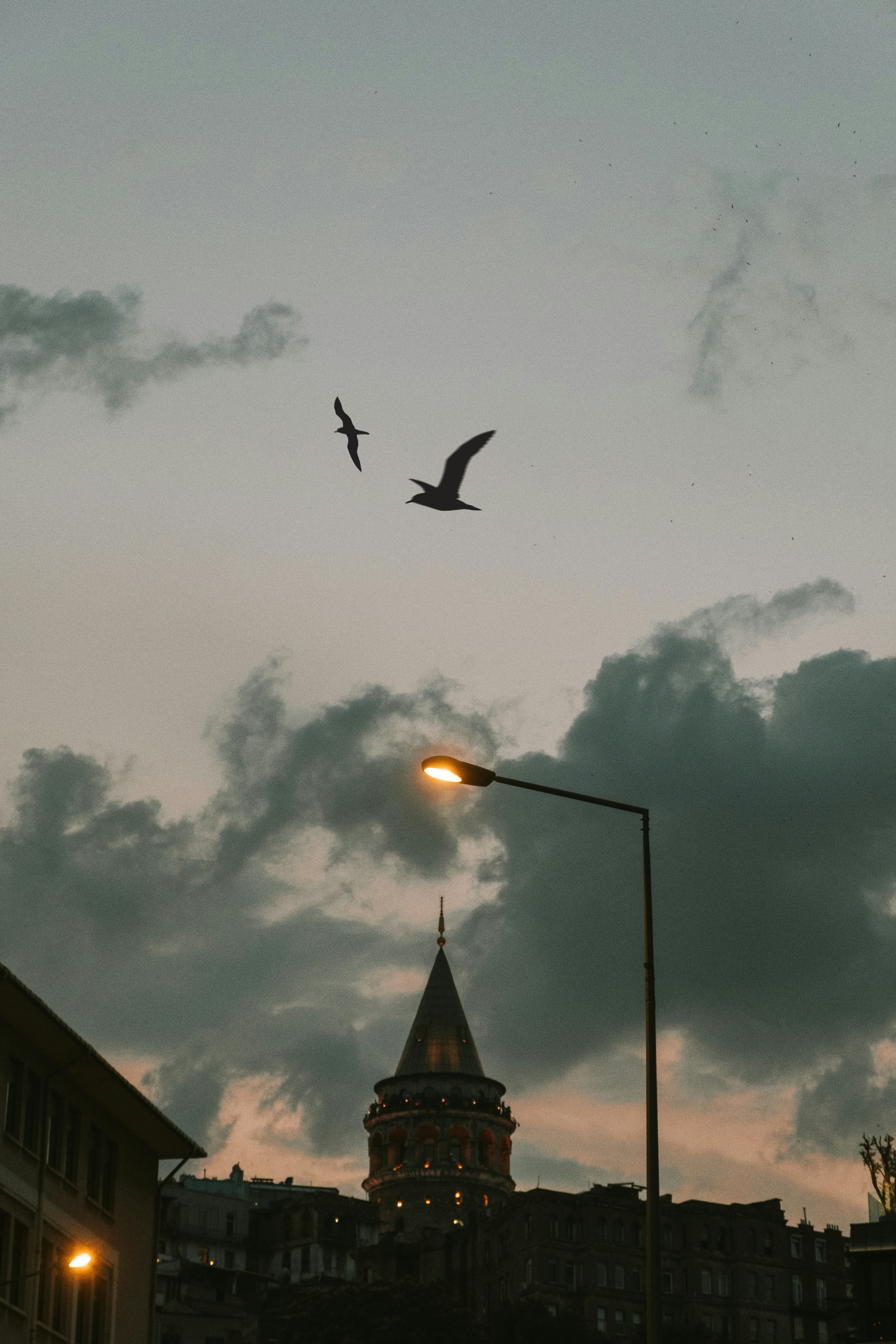 Two birds soaring against a twilight sky, with the silhouette of a historic tower in the background. Streetlight casts a warm glow beneath the clouds.