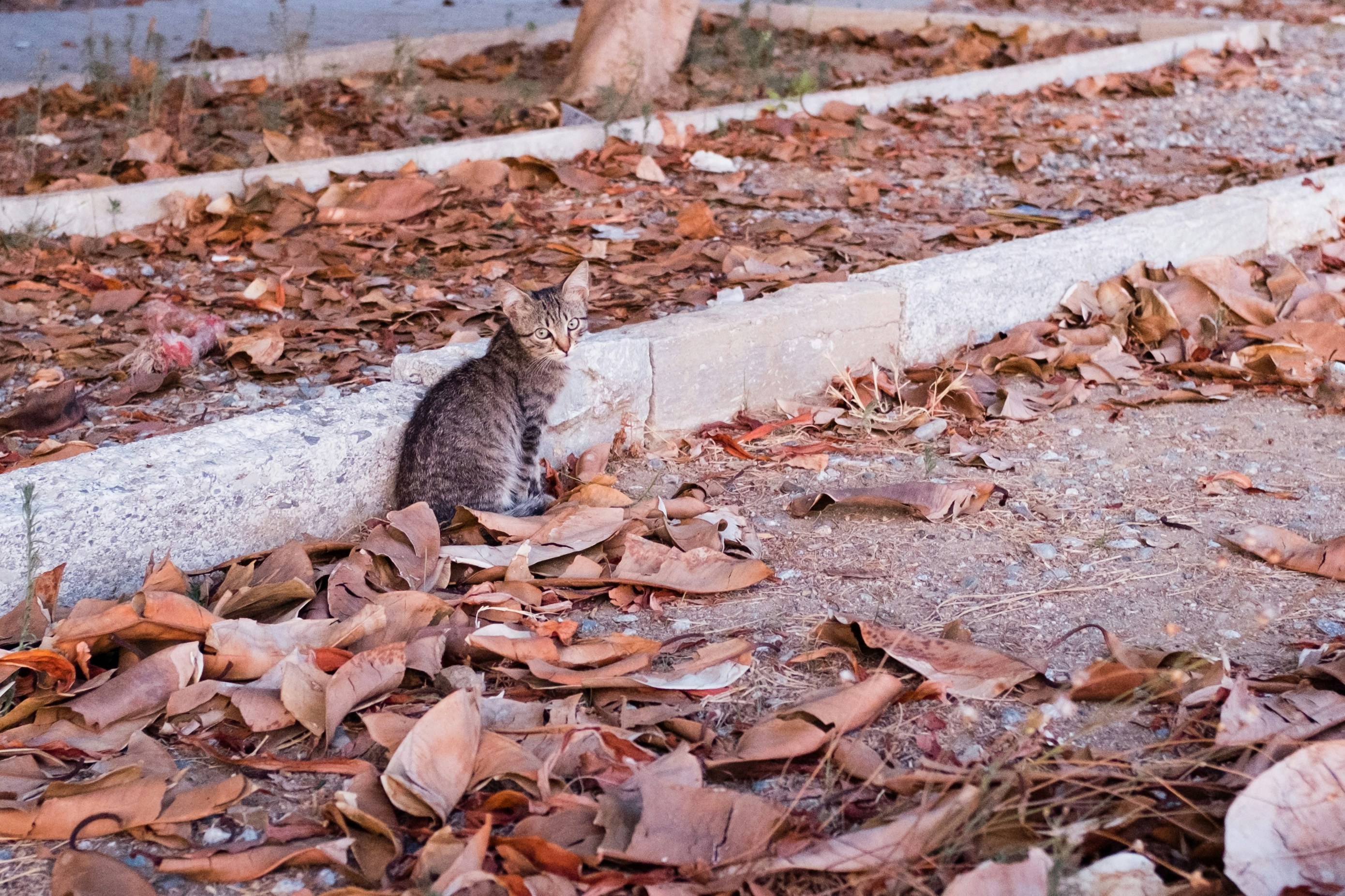 Autumn's Quiet Observer