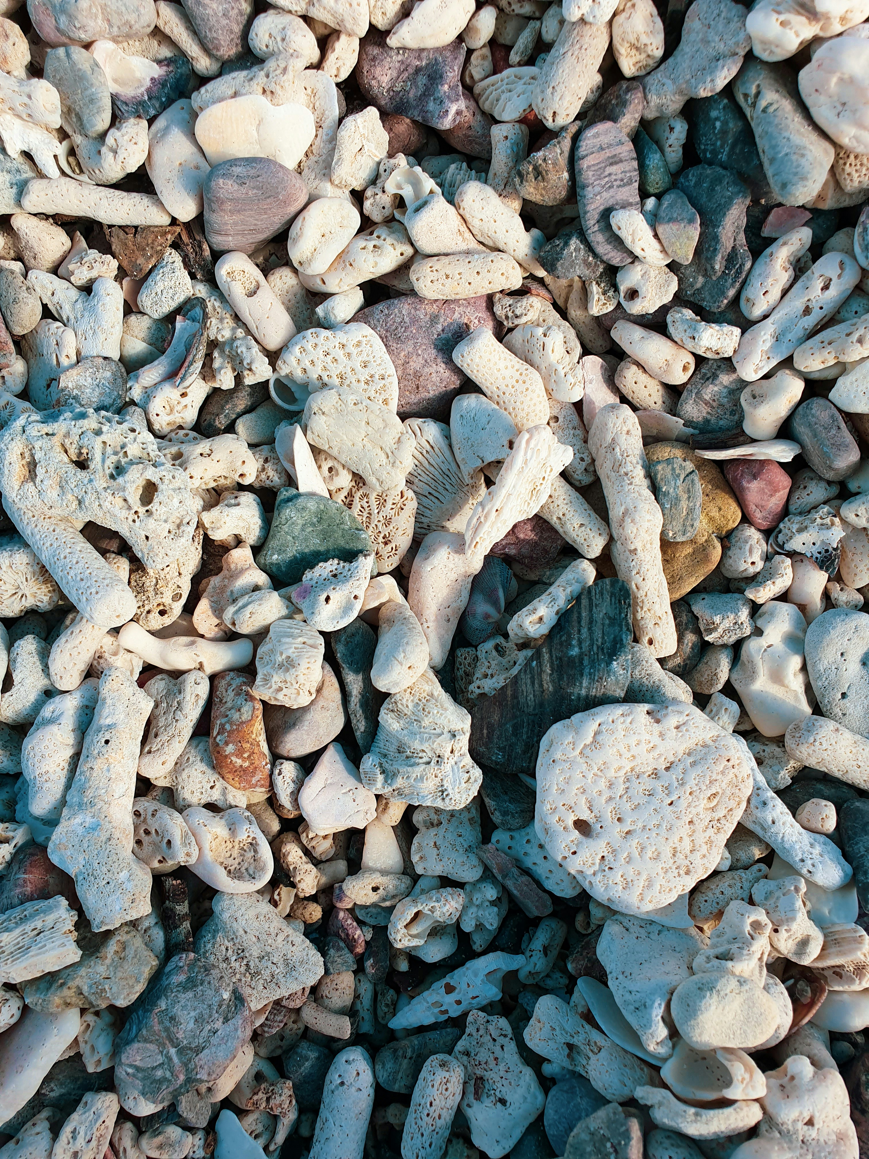 Coral lot photo – Free Australia Image on Unsplash