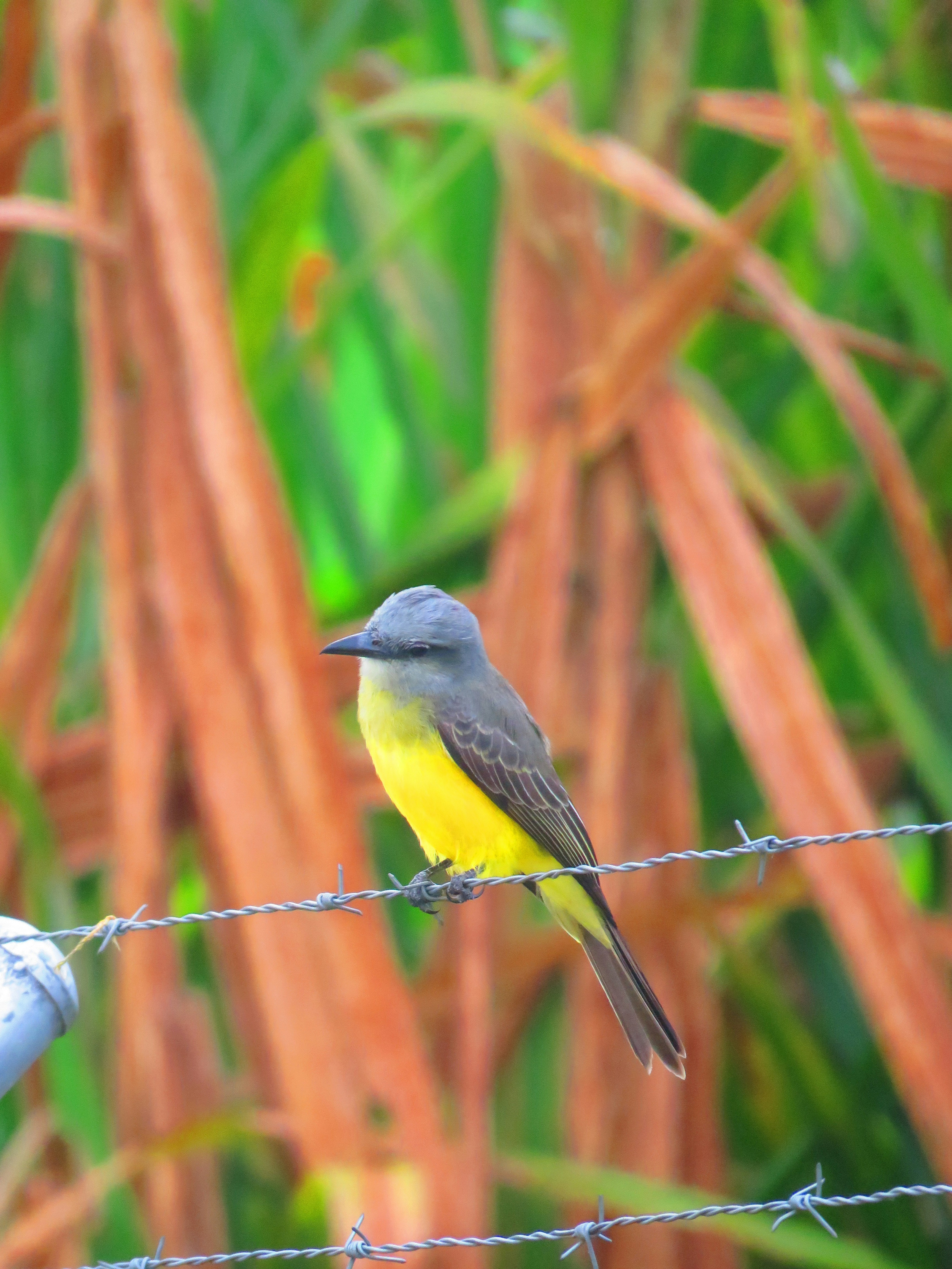 Oiseau noir et jaune sur fil de fer barbelé photo – Photo Animal ...