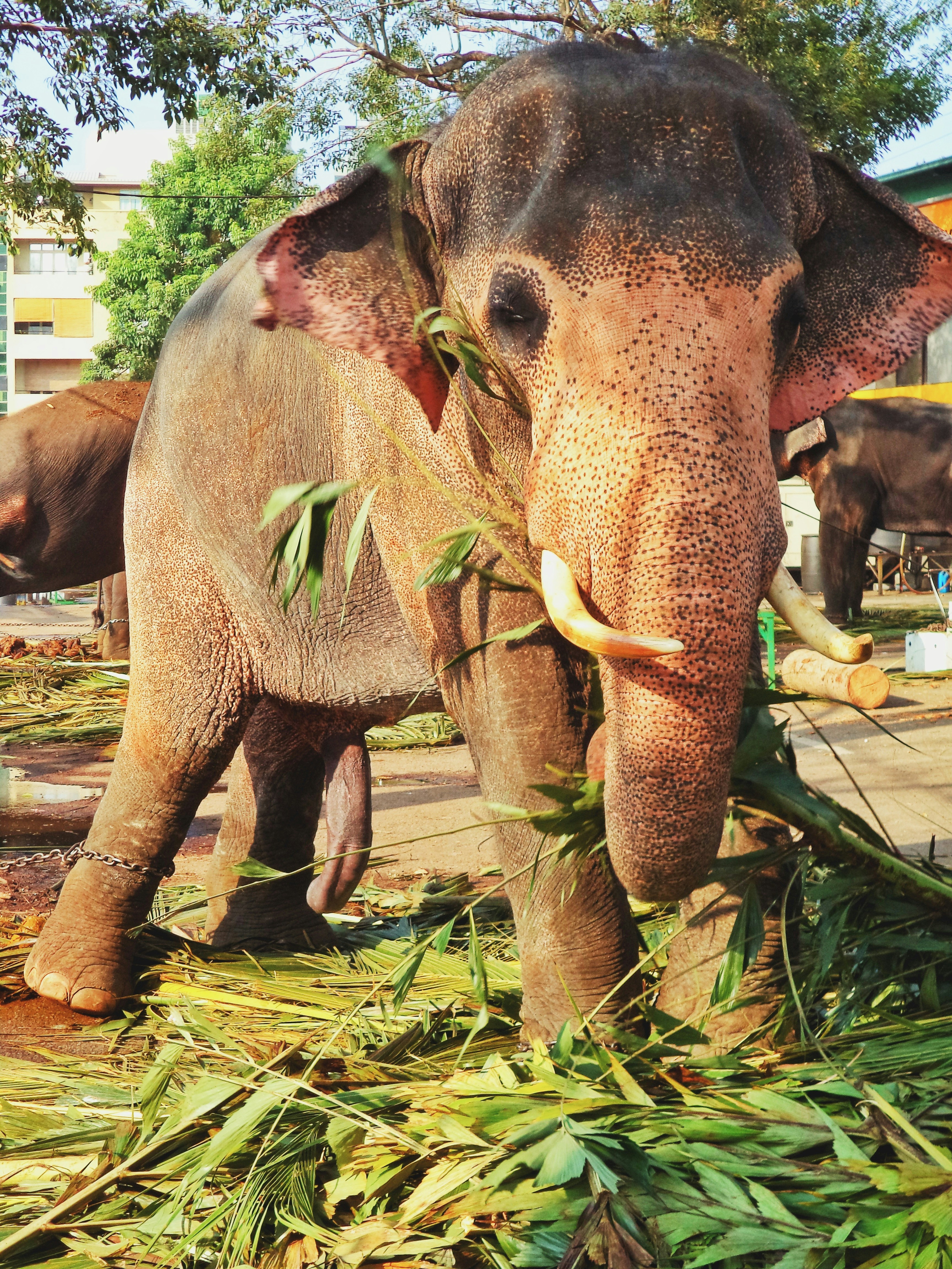 30,000+ Asian Elephant Pictures | Download Free Images on Unsplash