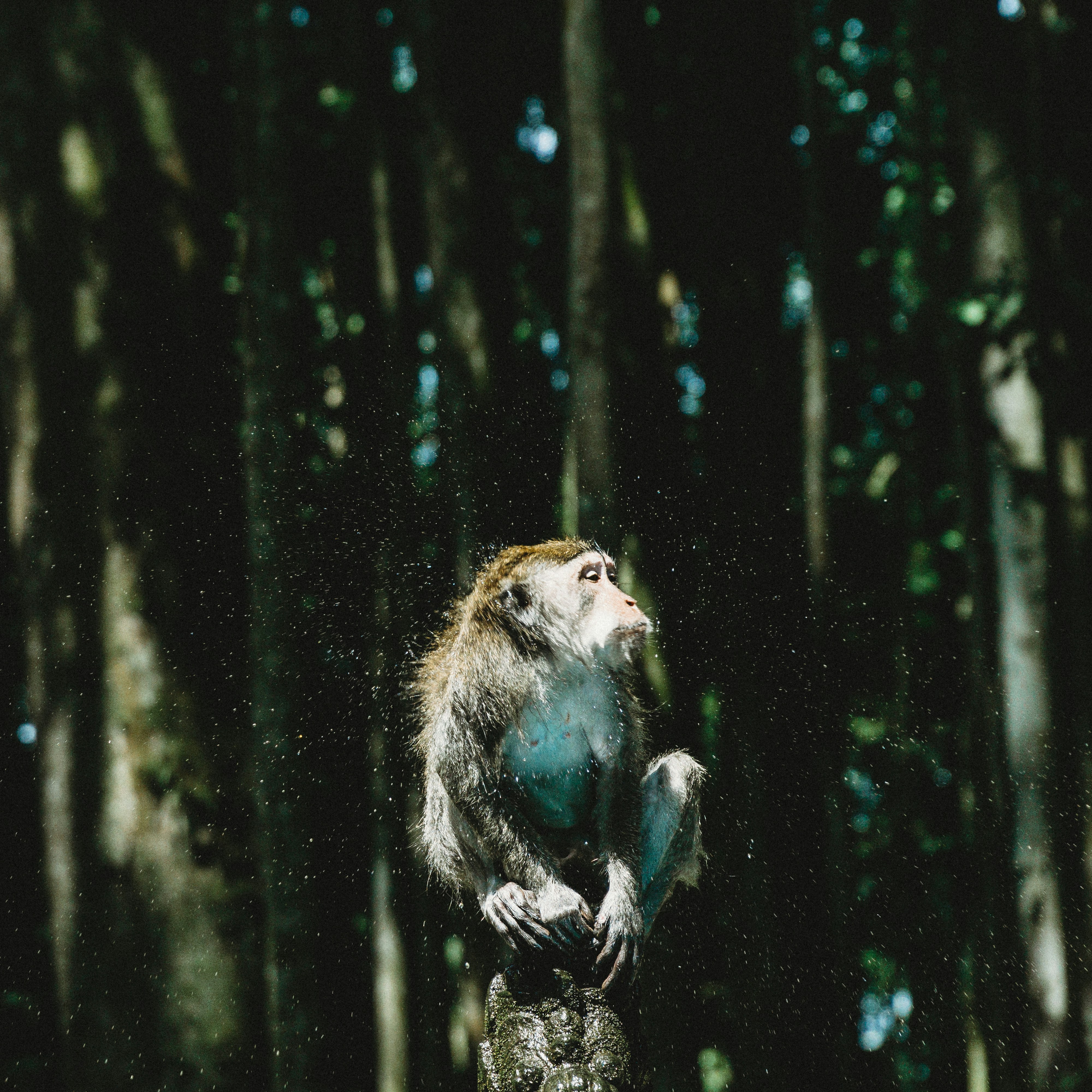 Monkey on a Rainy Grotto: A Moment of Suspended Rain