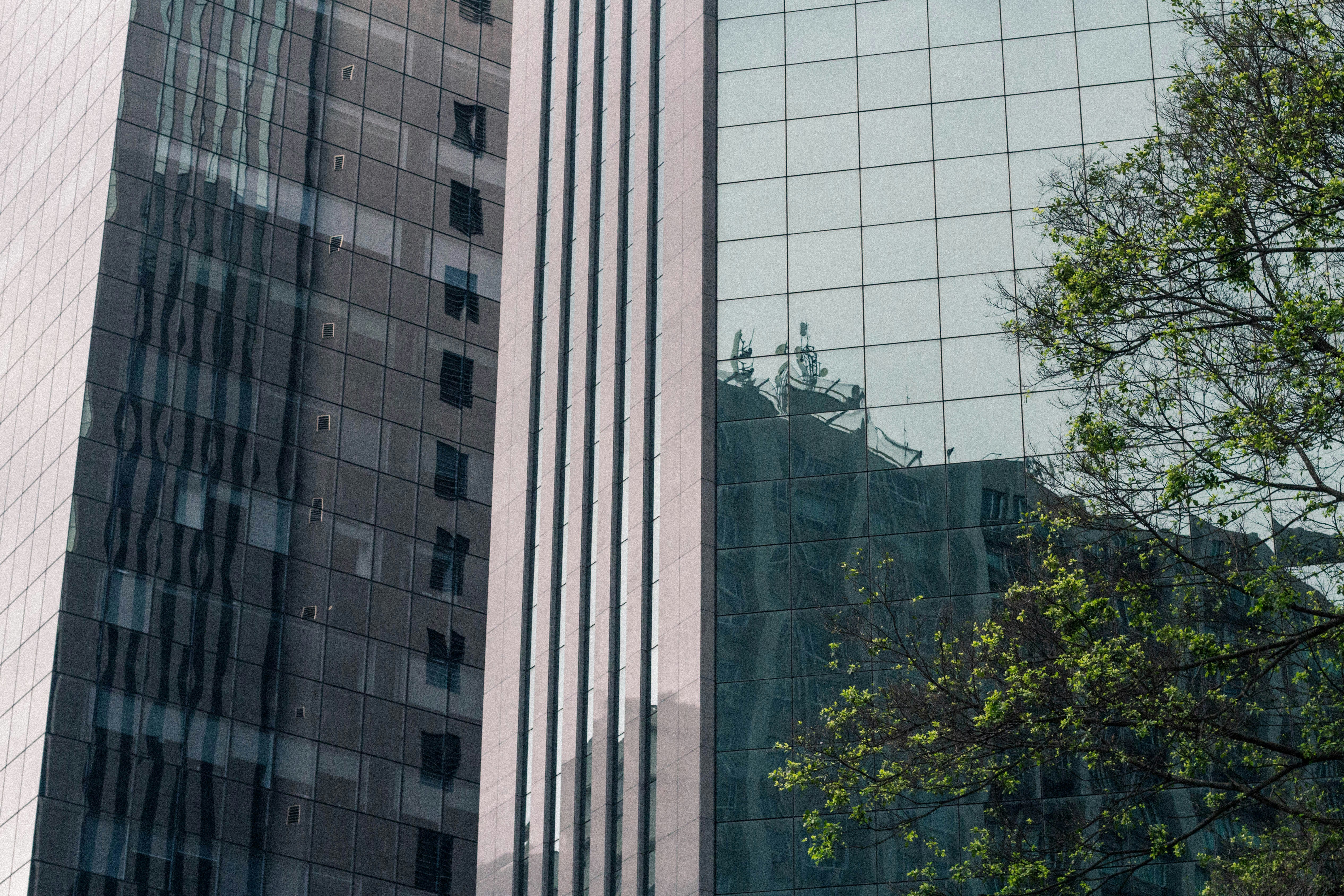Green tree besides gray sky scrapper building photo – Free Grey Image ...