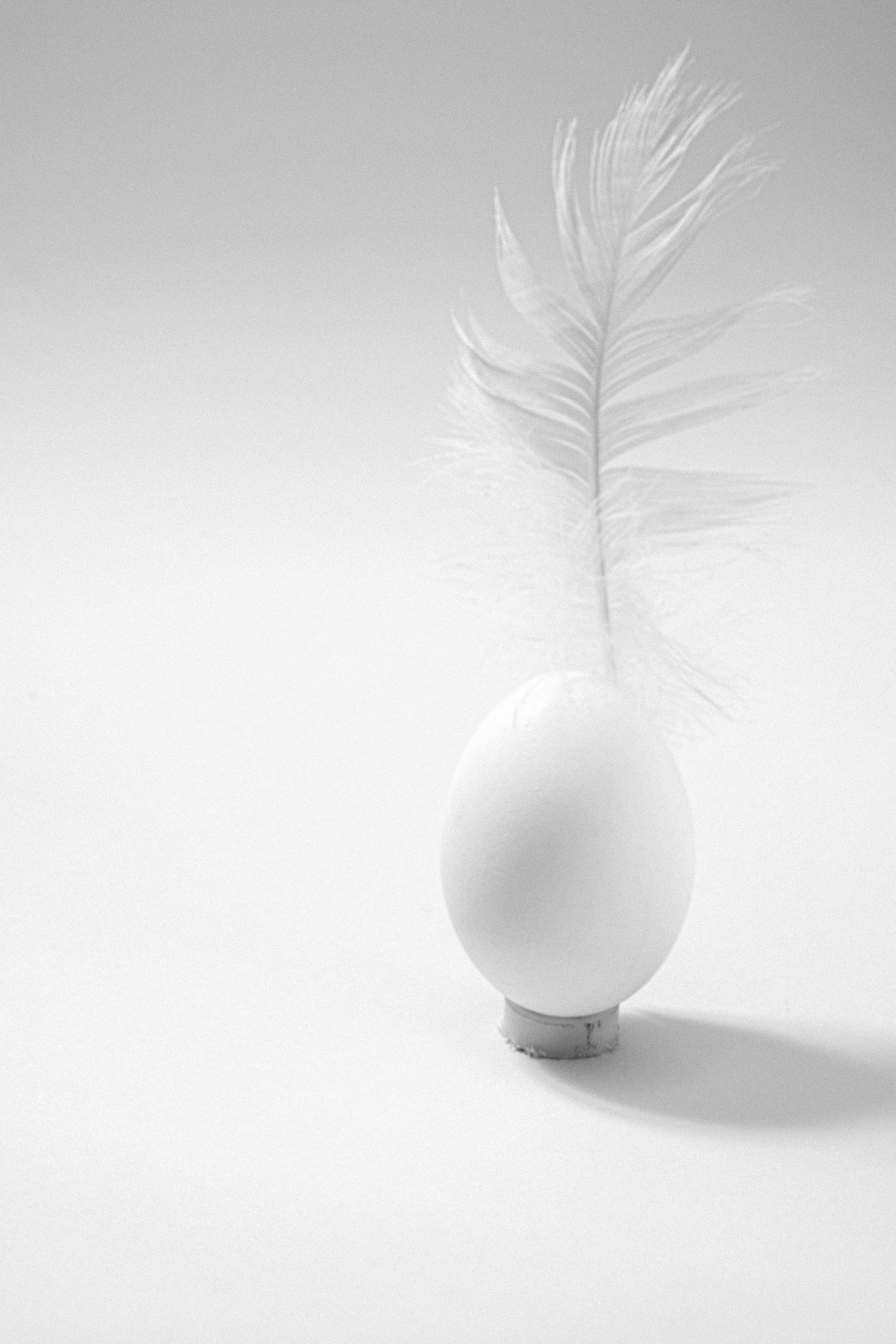 Feathered Focus: A Minimalist Egg with Delicate Plume