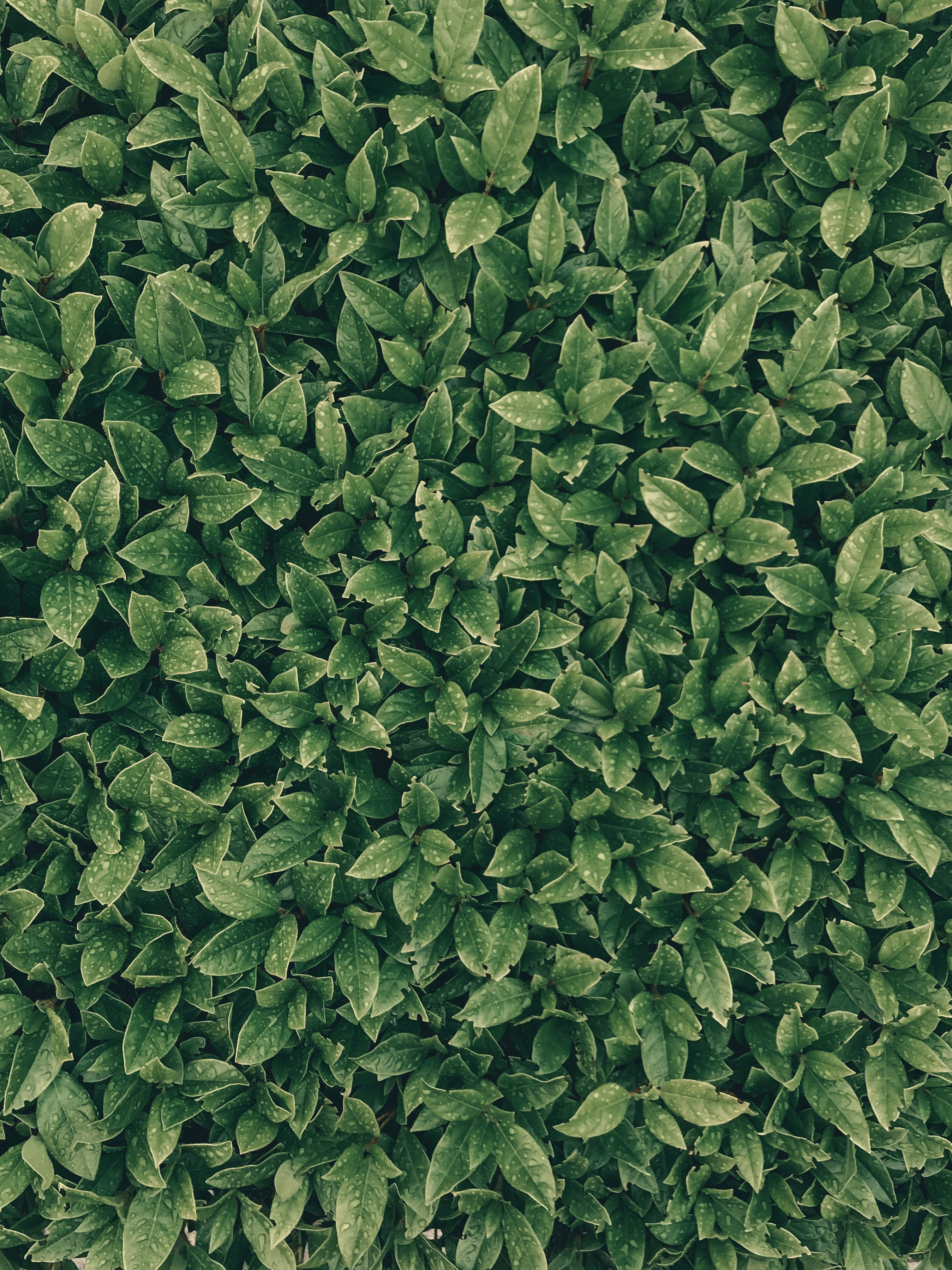 Pianta a foglia verde foto – Immagine gratis di Sfondo su Unsplash